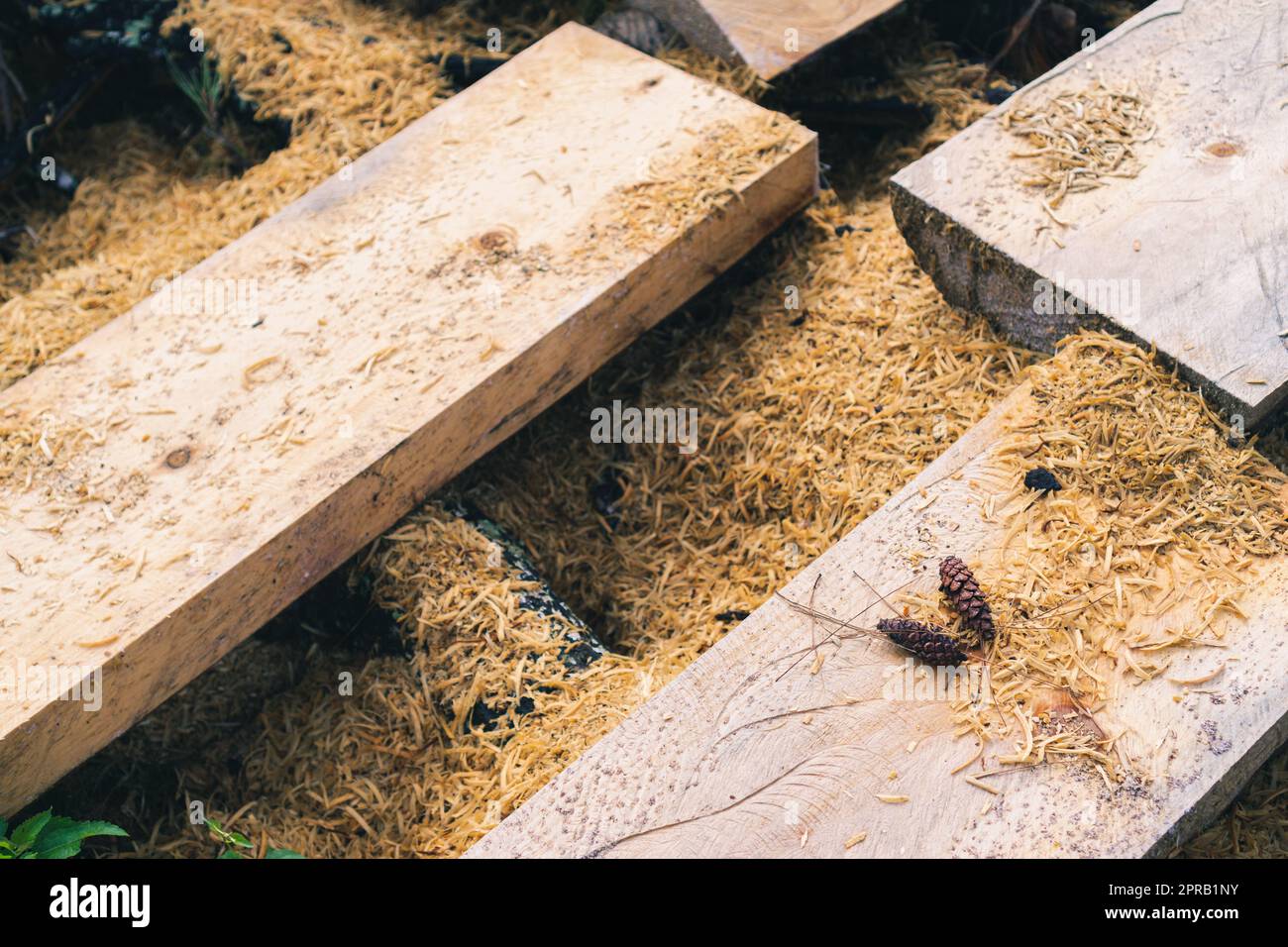 harvesting pine wood tree and cutting into wood log Stock Photo - Alamy