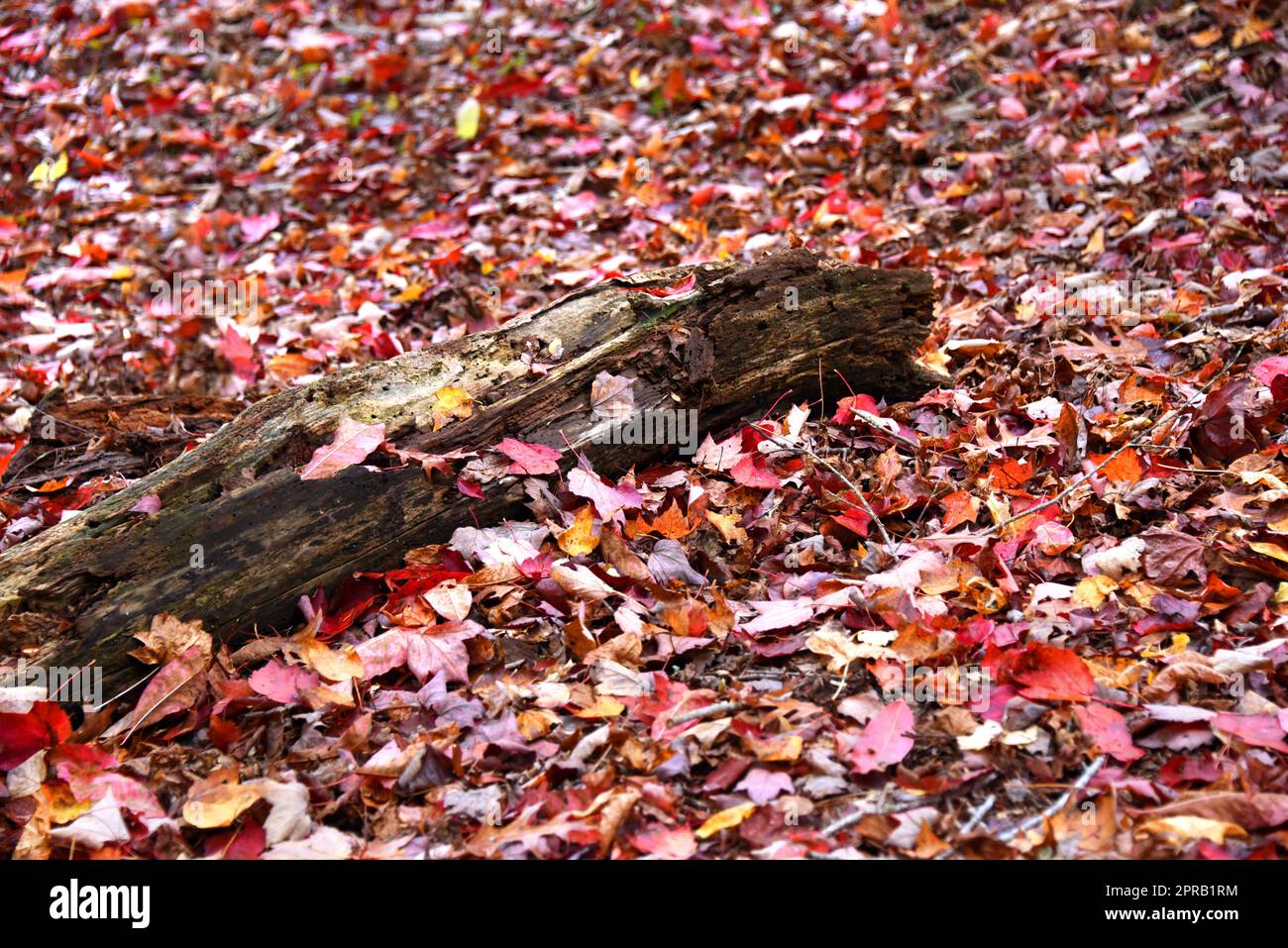 Bed rotting hi-res stock photography and images - Alamy