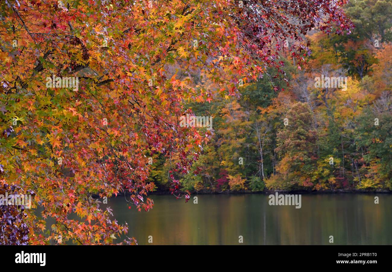 Beautiful red leaves fill corner of photo. Reflections of Autumn leaves ...