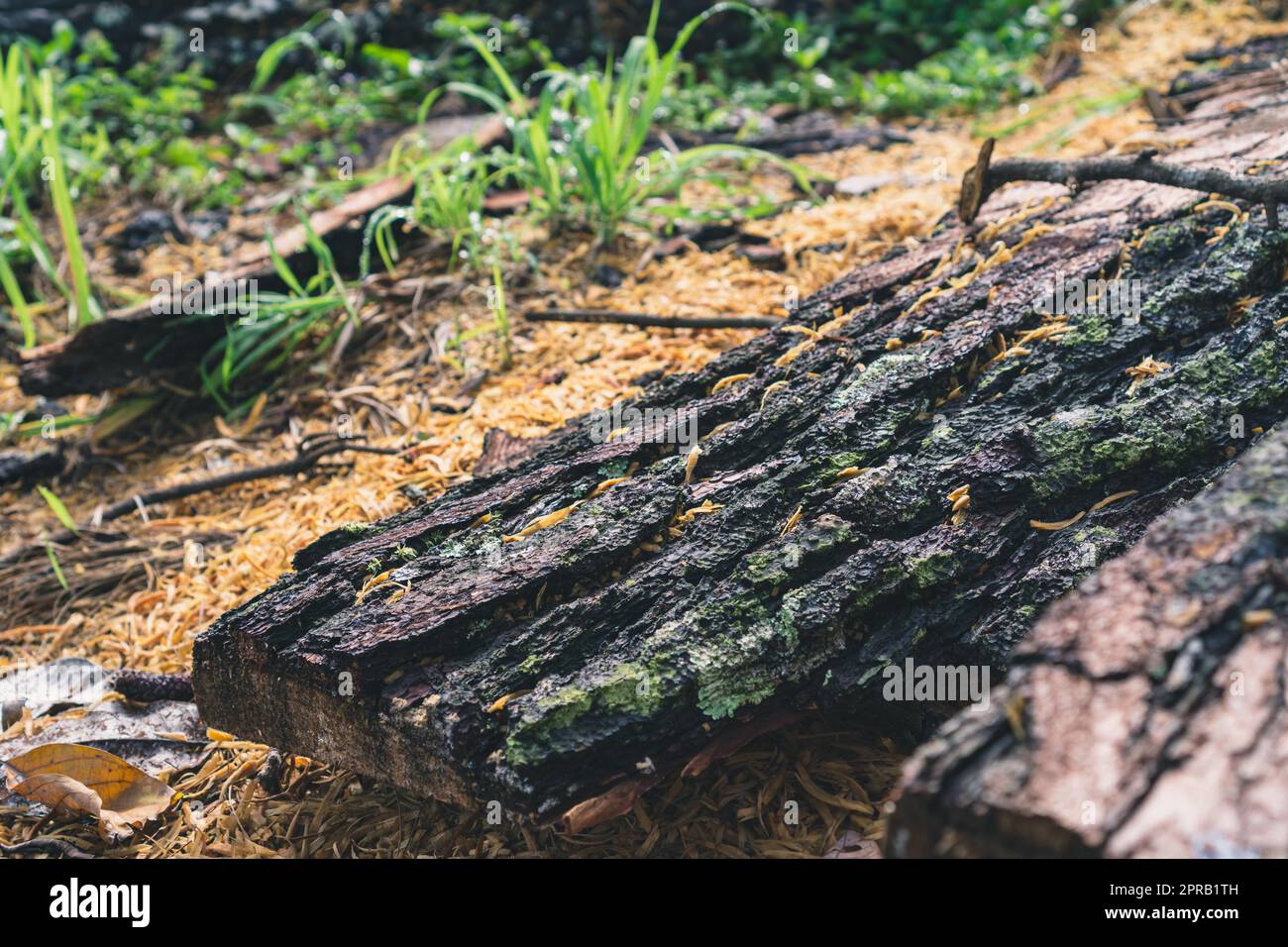 harvesting pine wood tree and cutting into wood log Stock Photo - Alamy
