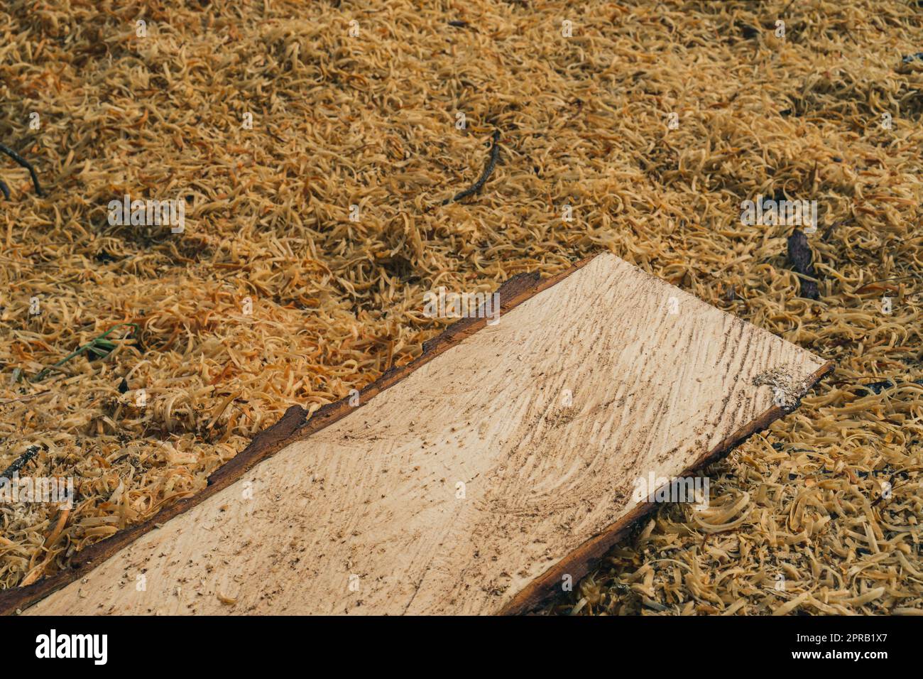 harvesting pine wood tree and cutting into wood log Stock Photo - Alamy