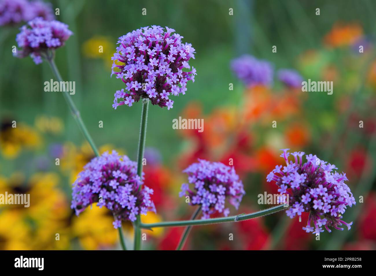 Butterfly flowers close up hi-res stock photography and images - Alamy