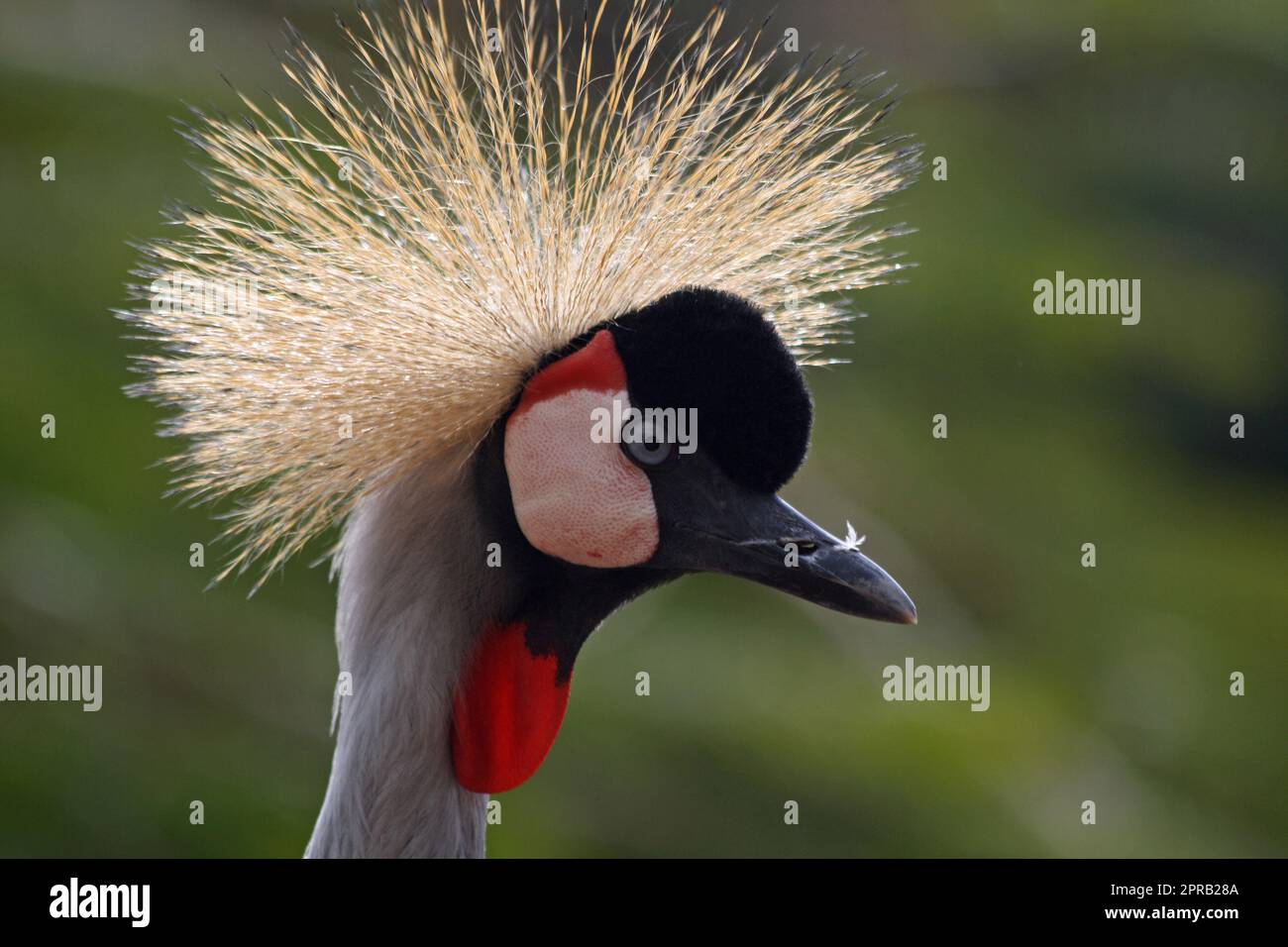 black crowned crane Stock Photo - Alamy