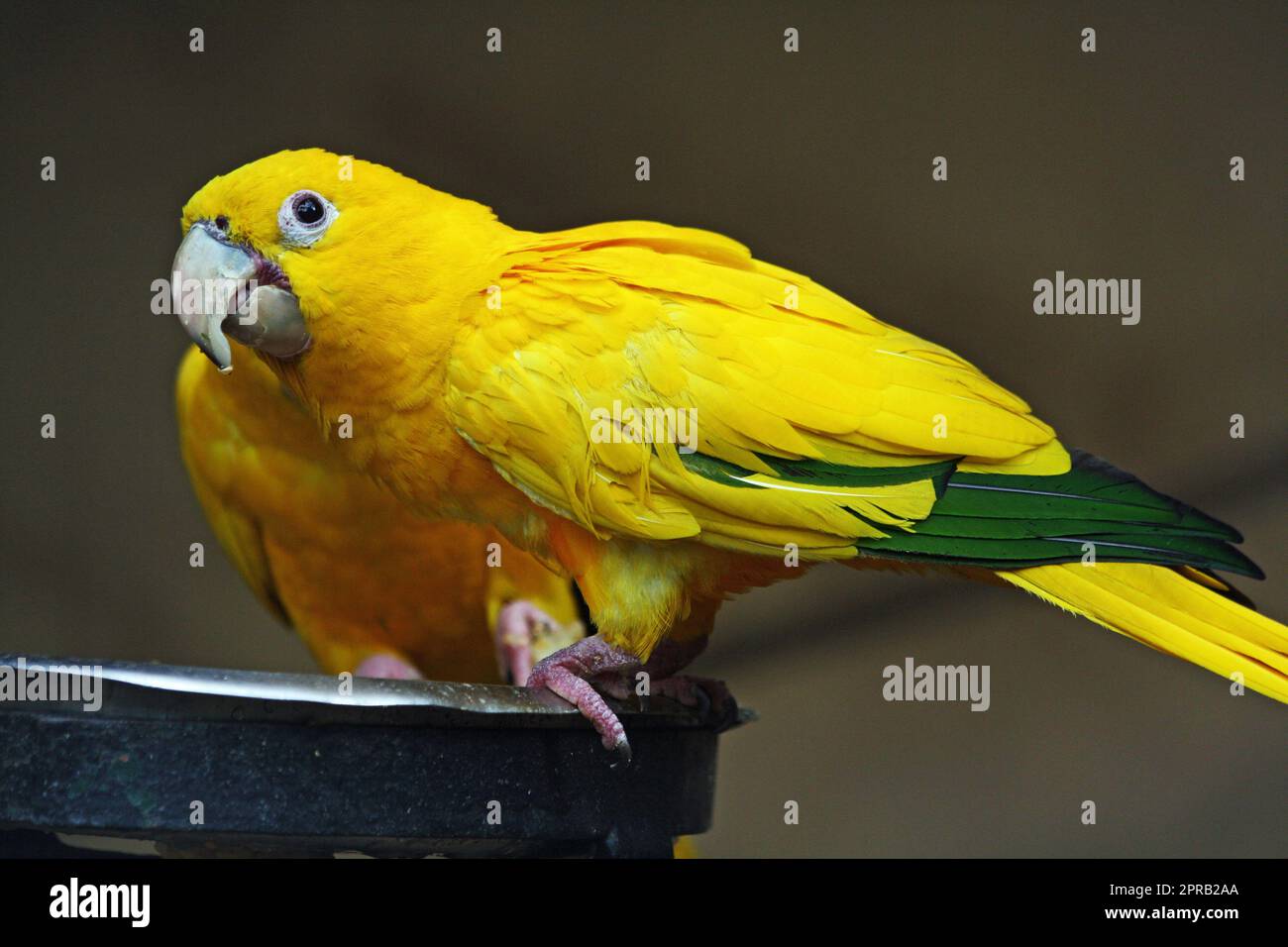 Golden parakeet hi-res stock photography and images - Alamy