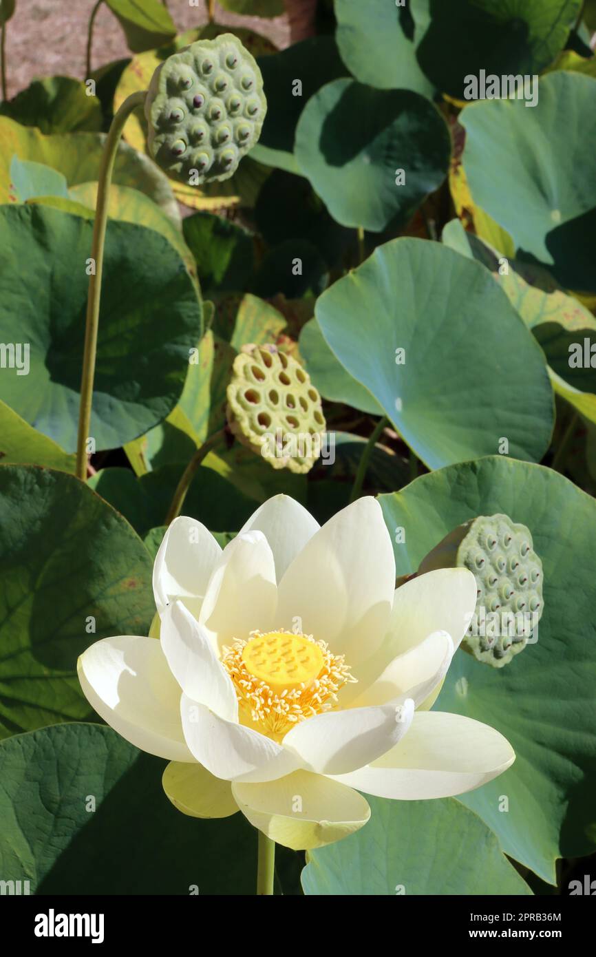 Indische Lotosblume (Nelumbo nucifera Stock Photo - Alamy