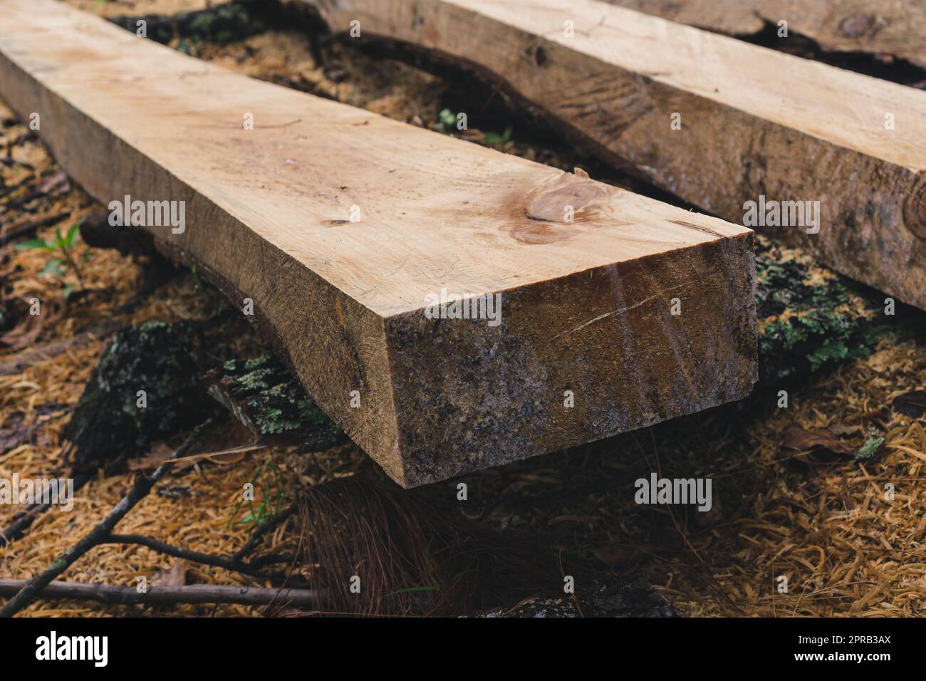 harvesting pine wood tree and cutting into wood log Stock Photo - Alamy