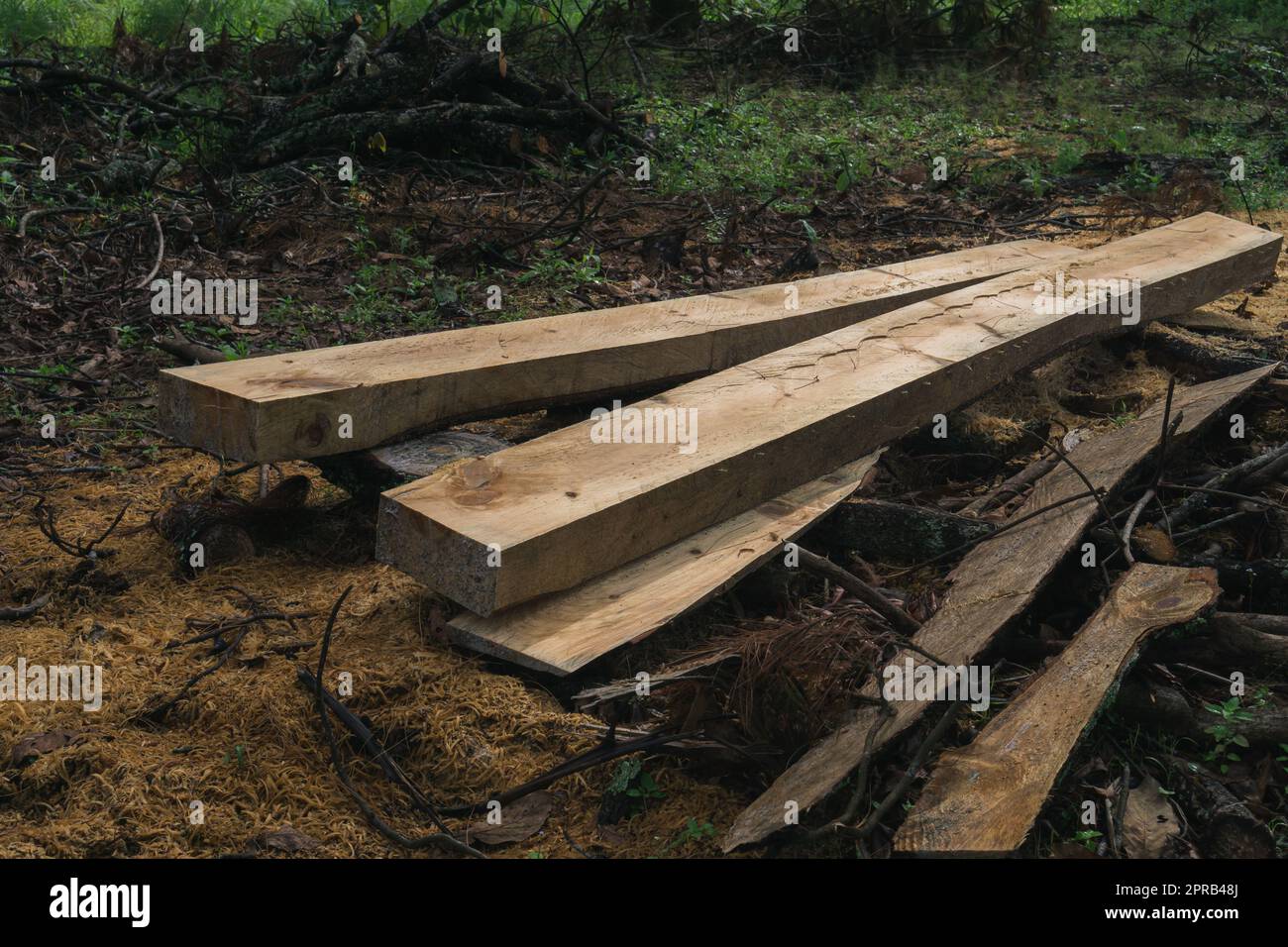 harvesting pine wood tree and cutting into wood log Stock Photo - Alamy