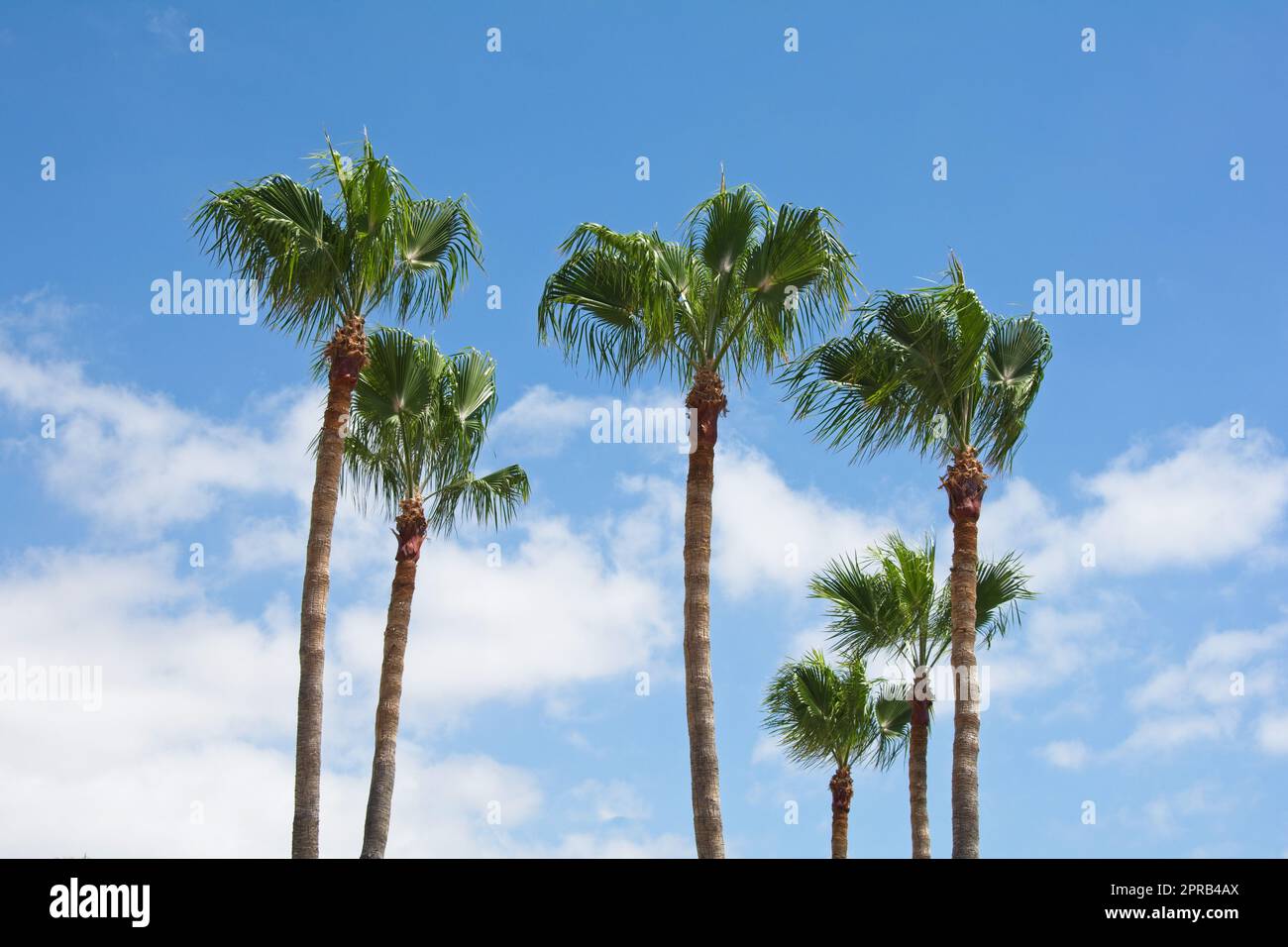 Blue sky trees landscape time hi-res stock photography and images - Alamy