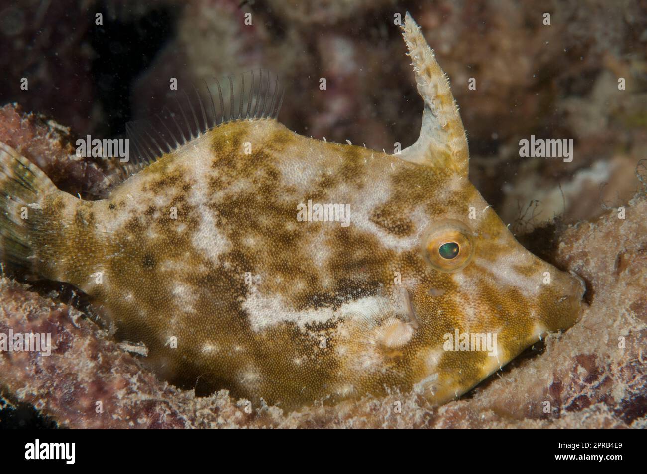 Seagrass Filefish, Acreichthys tomentosus, with erect spine, Pulau ...