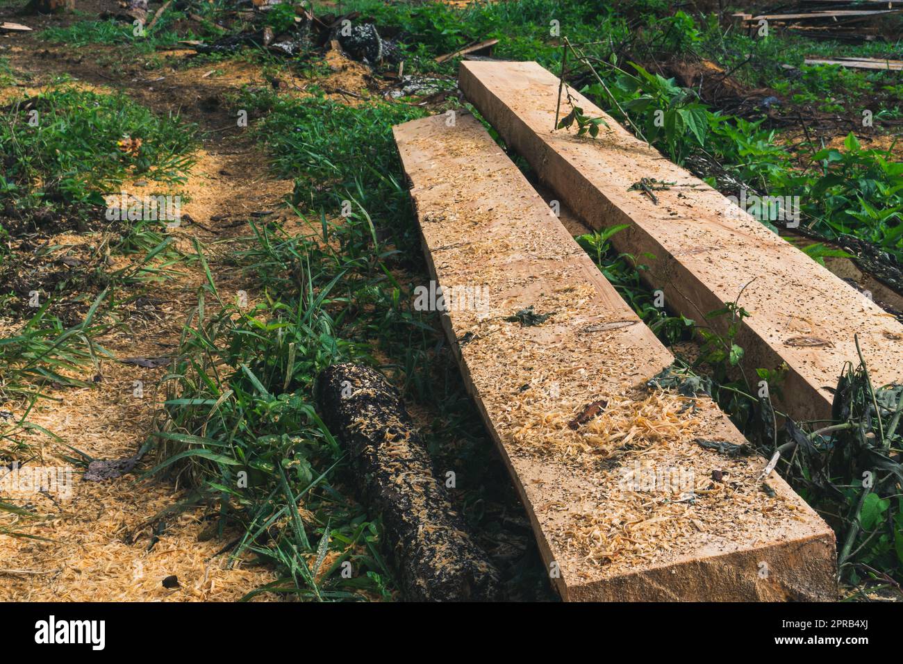 harvesting pine wood tree and cutting into wood log Stock Photo - Alamy