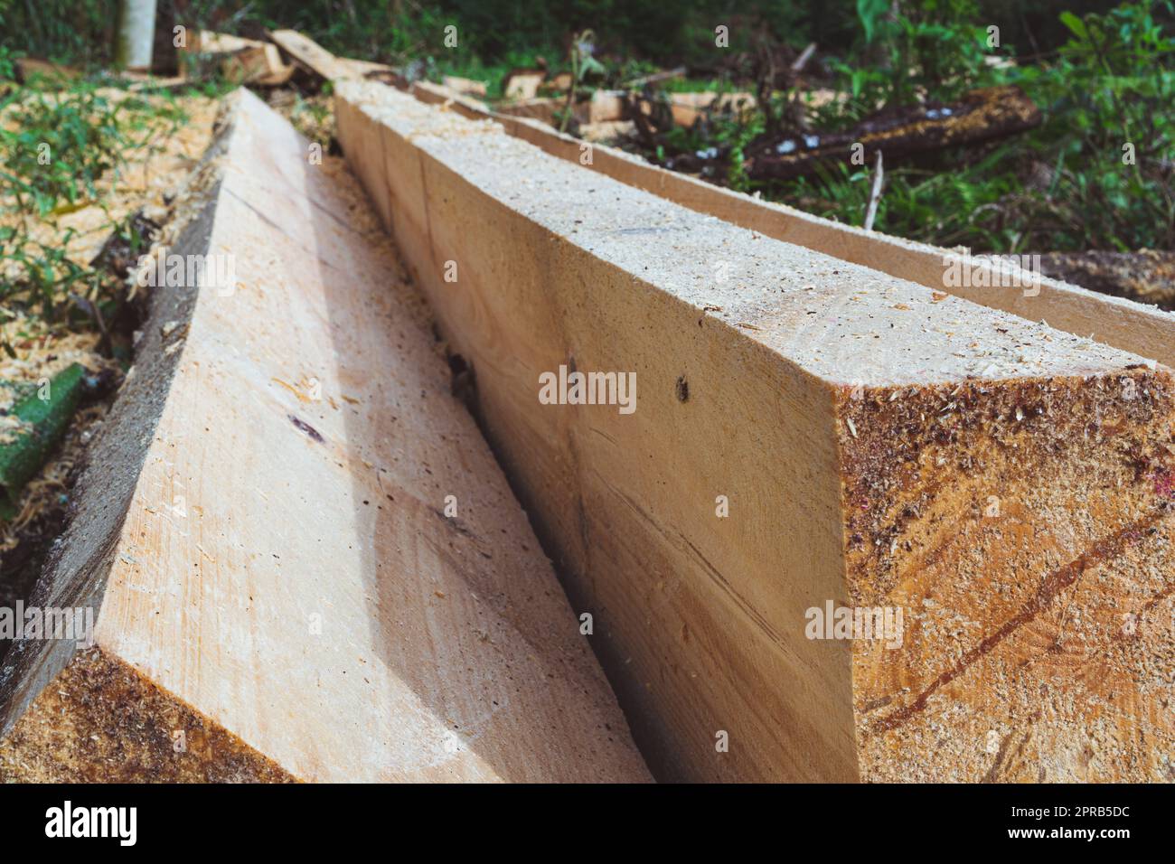 harvesting pine wood tree and cutting into wood log Stock Photo - Alamy
