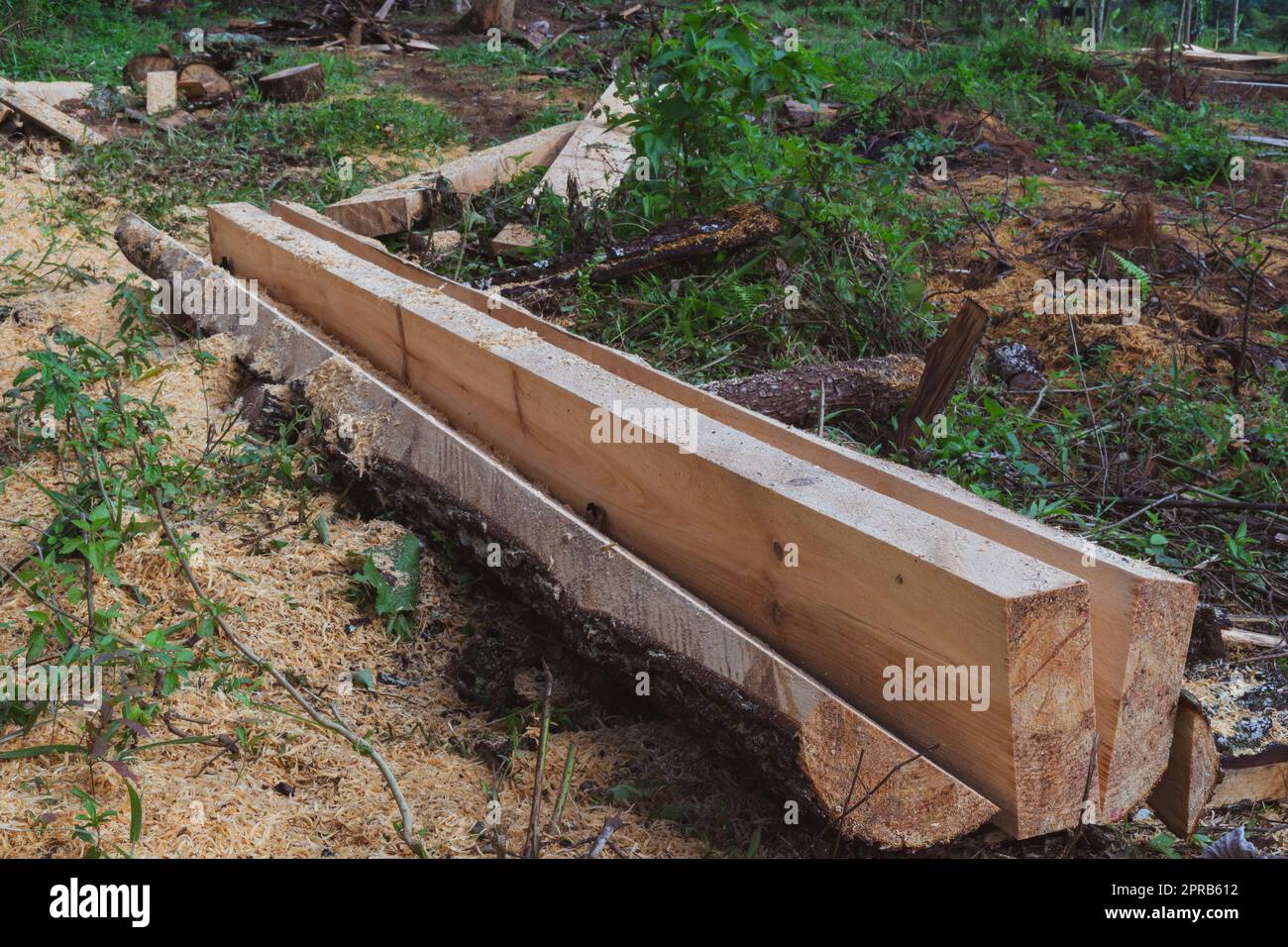 harvesting pine wood tree and cutting into wood log Stock Photo - Alamy