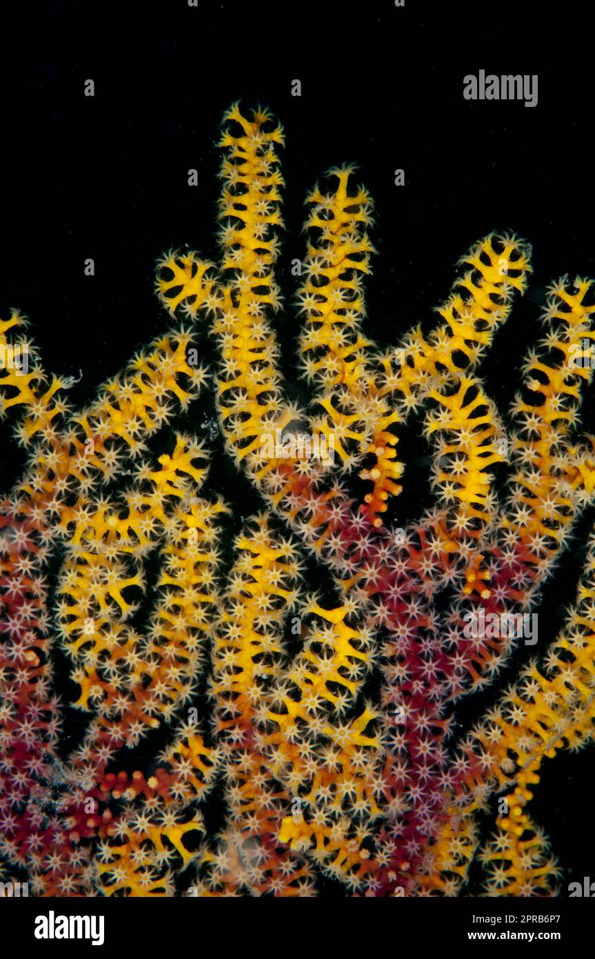 Sea Fan, Subergorgia appressa, Shipwreck dive site, Pulau Putri ...