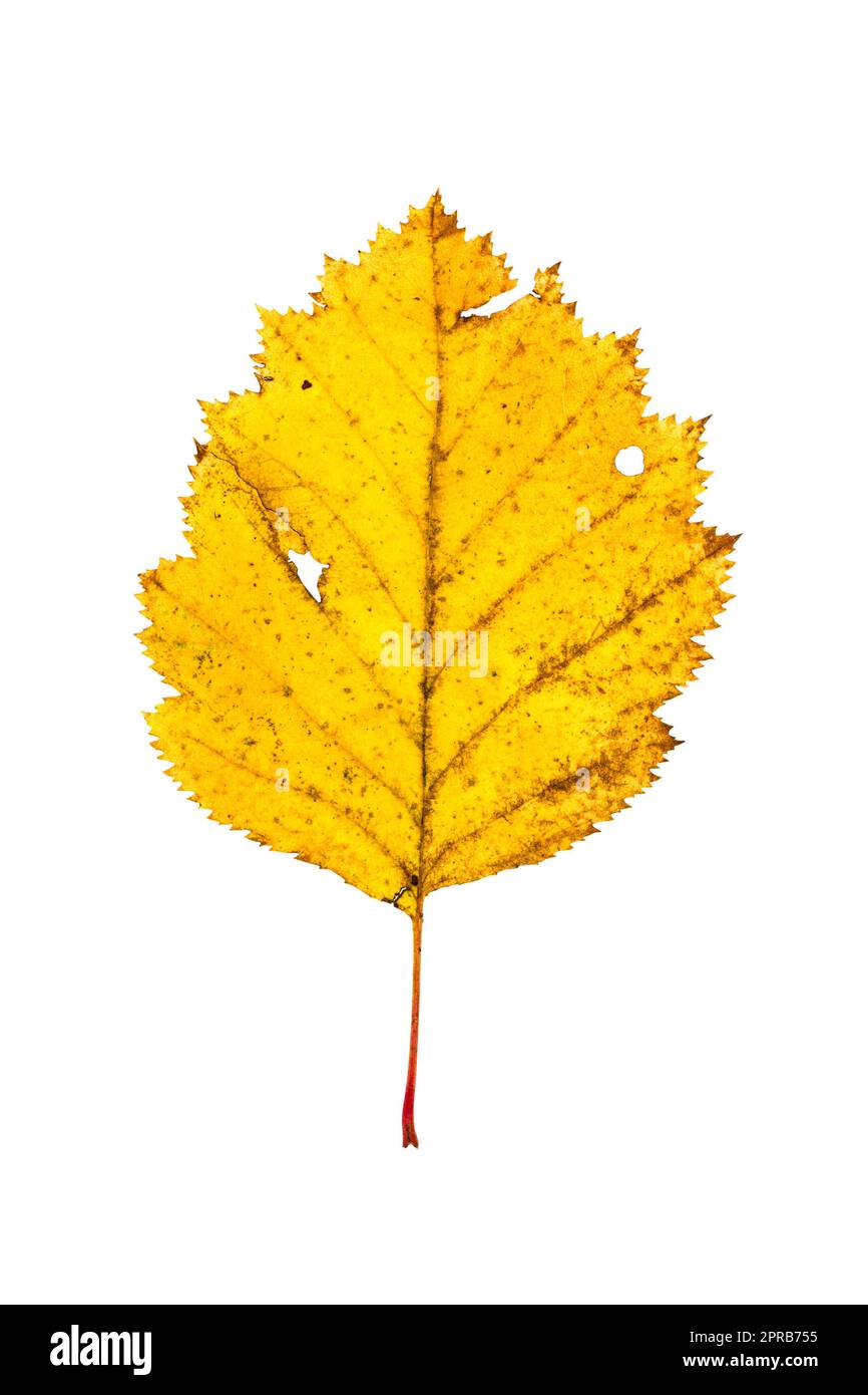 Autumn birch leaf isolated on white background Stock Photo - Alamy