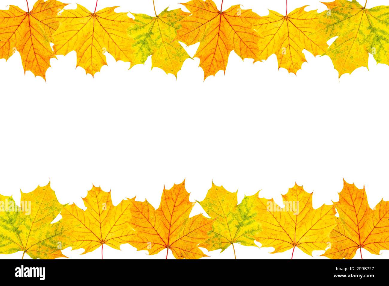 Border frame of colorful autumn maple leaves Stock Photo - Alamy