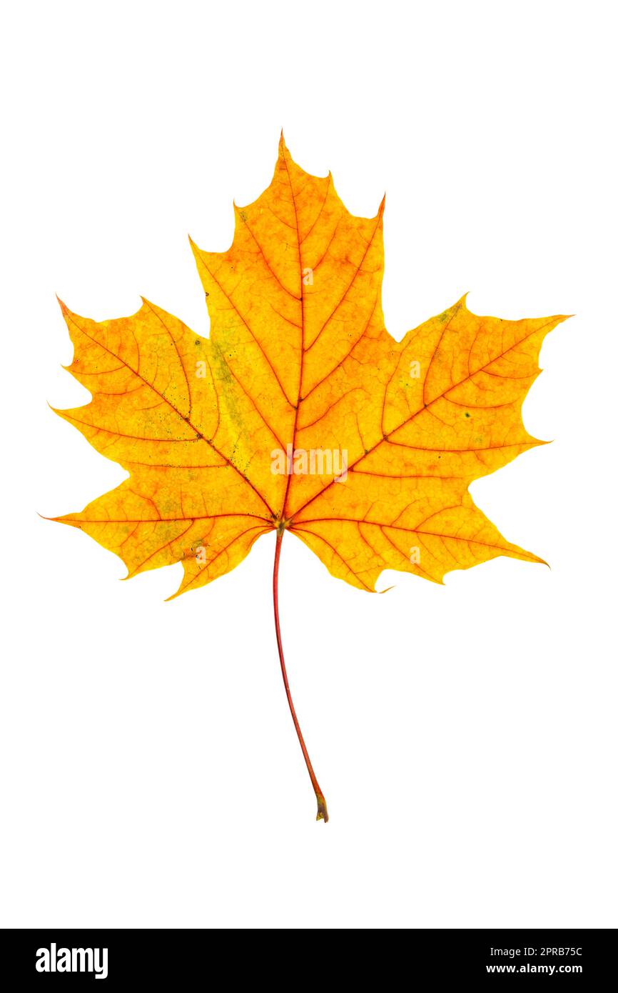 Colorful autumn maple leaf isolated on white background Stock Photo - Alamy