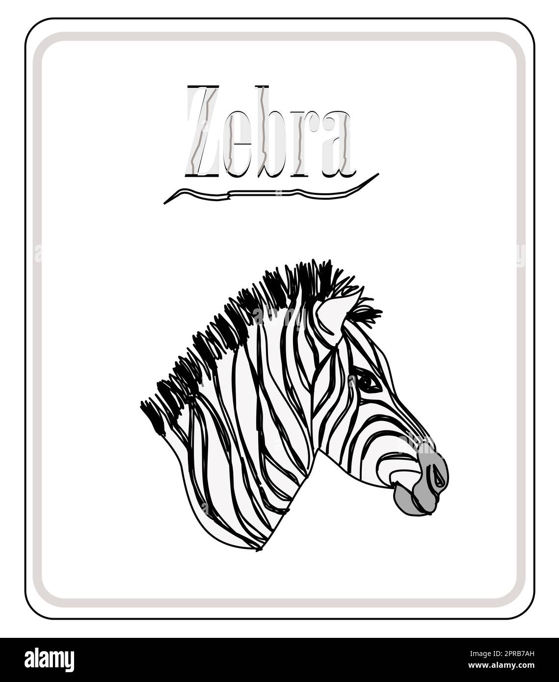 Zebra. Hand drawn sketch illustration isolated on white background ...
