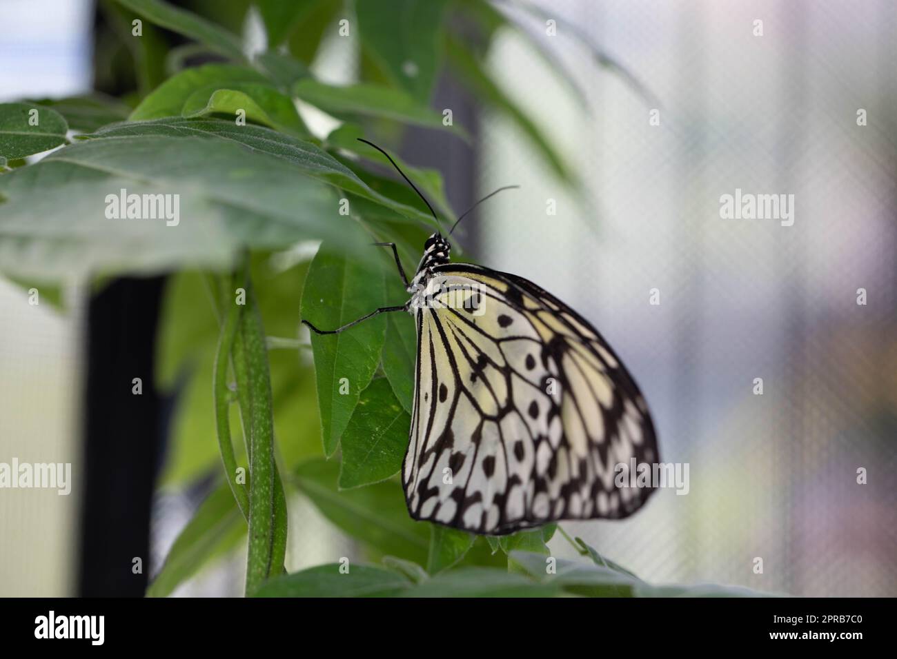 colorful exotic butterfly on flowers Stock Photo - Alamy