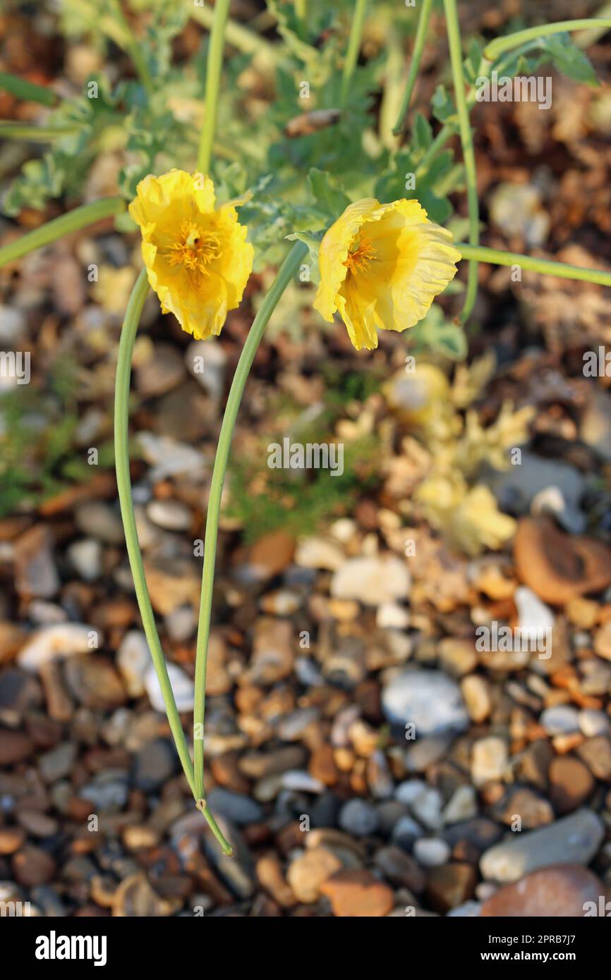 Yellow horned poppy flowers and seed pods in close up Stock Photo - Alamy