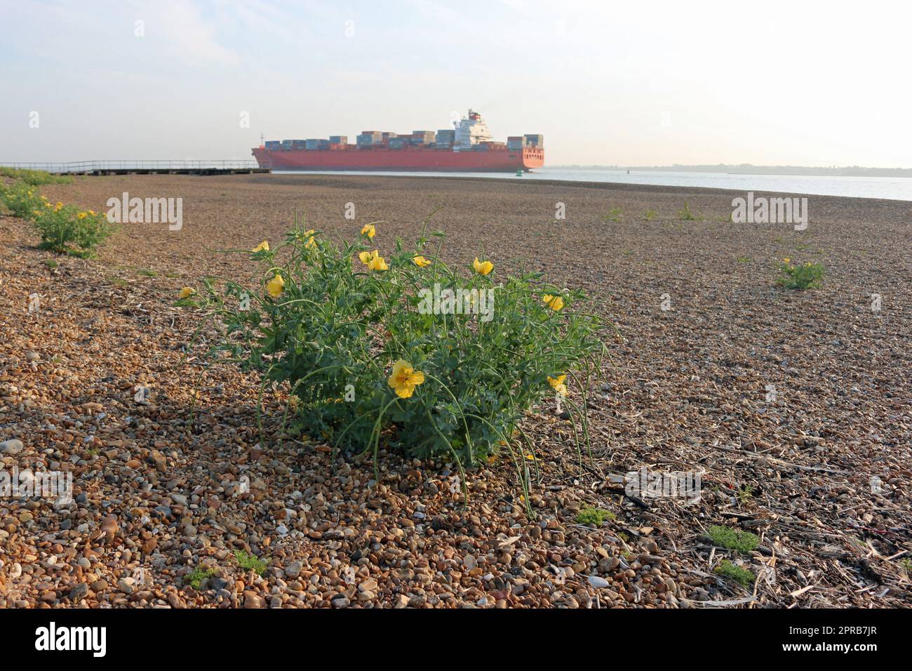 Yellow horned poppy on a shingle beach with container ship Stock Photo ...