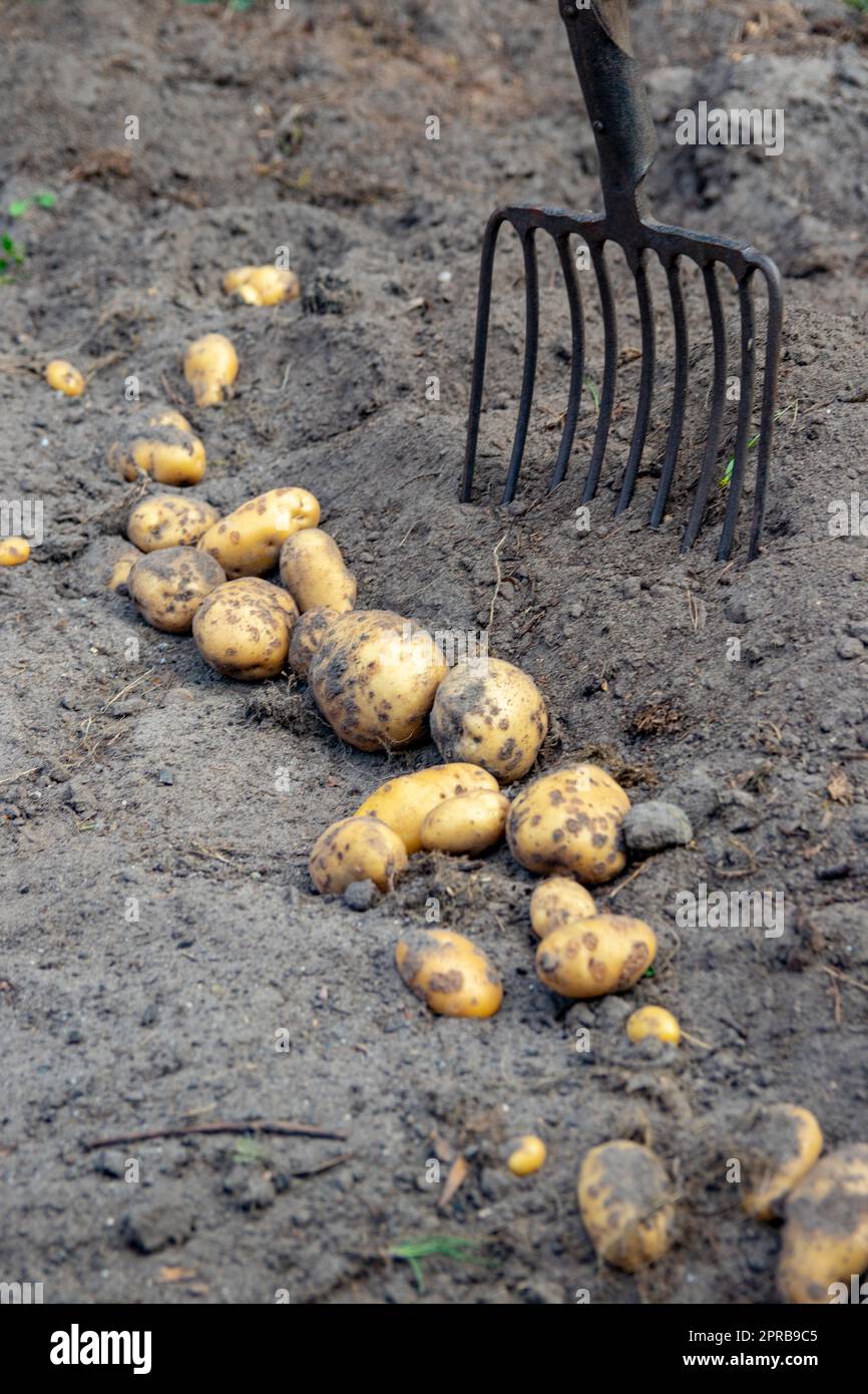 Potatoes being harvested. Fresh organic potatoes are lifted out of the ...