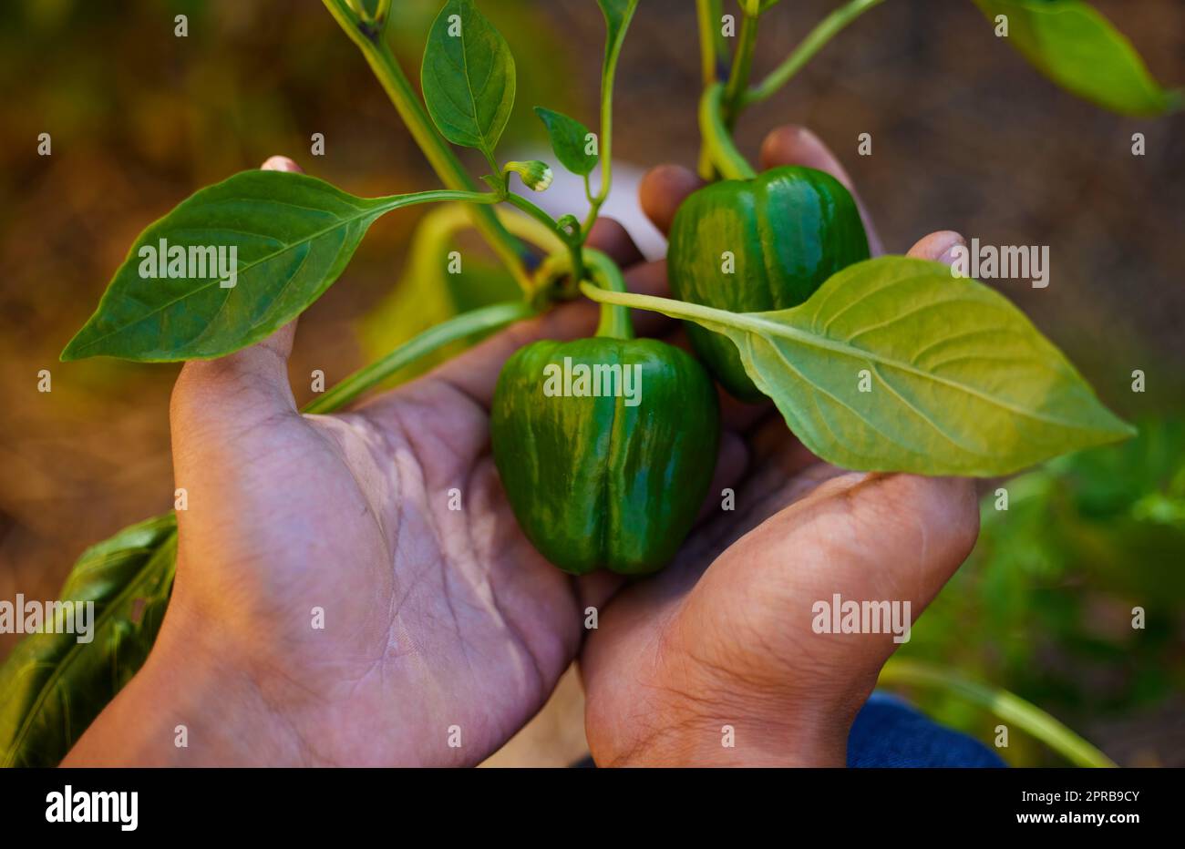 Fresh produce from the garden. an unrecognizable man holding a ripe ...