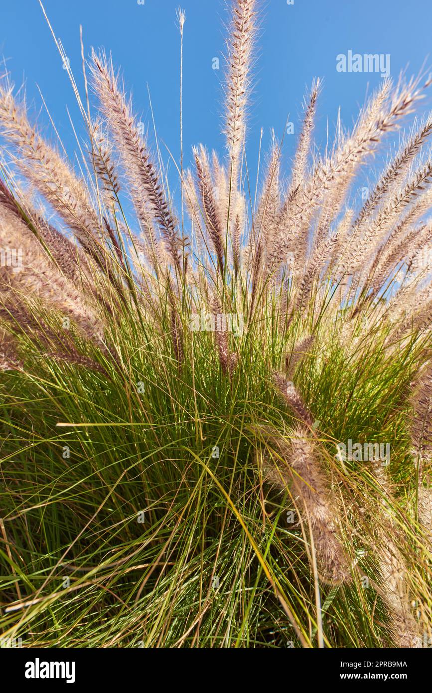 Green grass fluffy hi-res stock photography and images - Alamy
