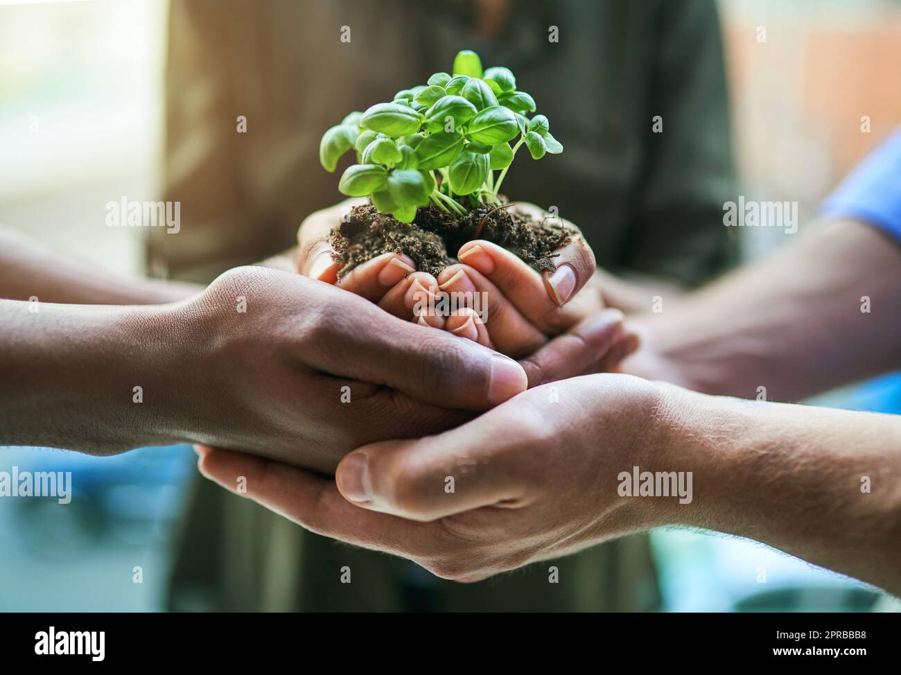 Teamwork and growth with a plant in the hands of a group or team of eco ...