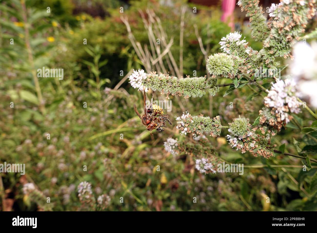 Eine vespa hi-res stock photography and images - Alamy