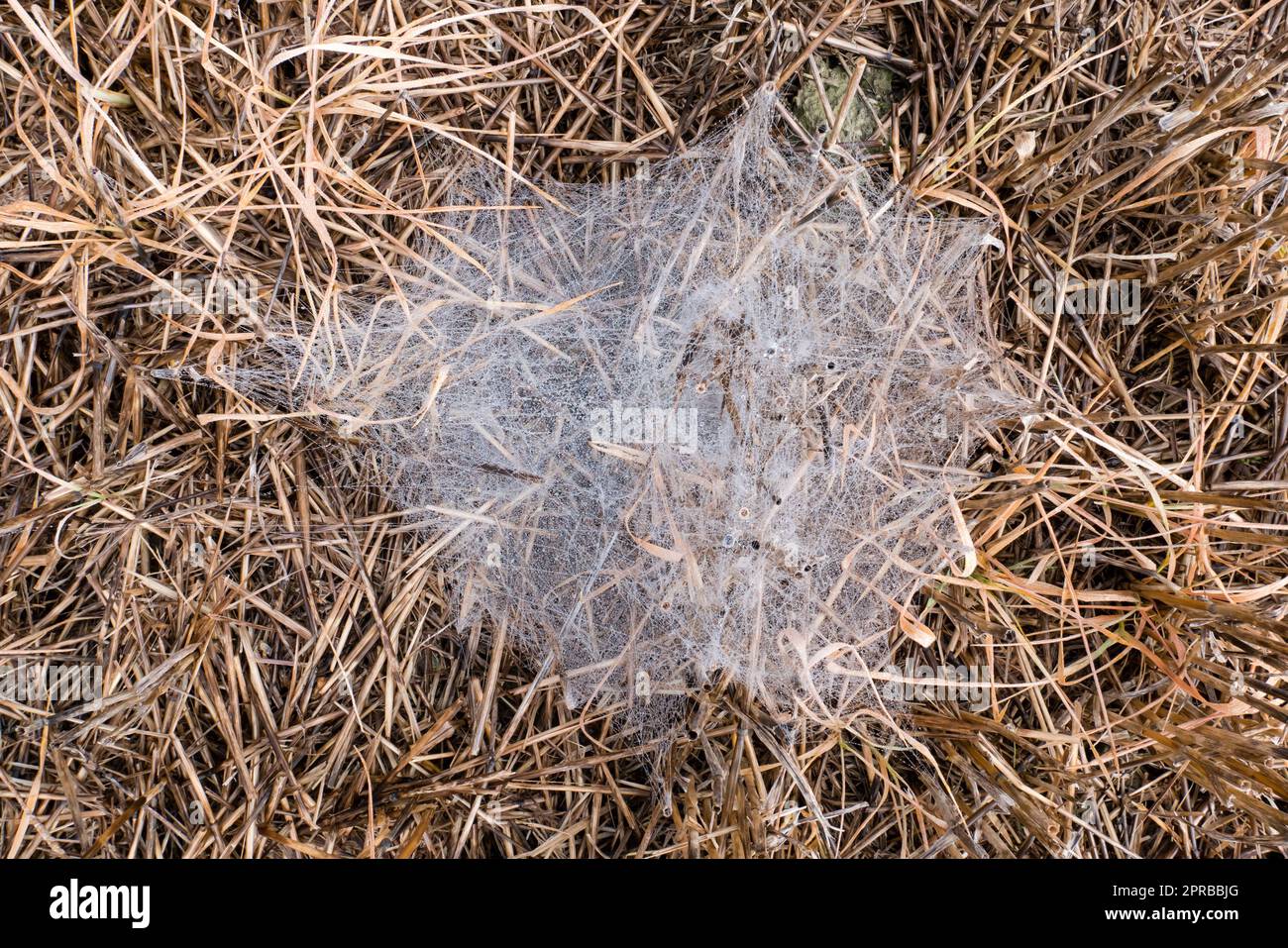 Spider on weed hi-res stock photography and images - Alamy
