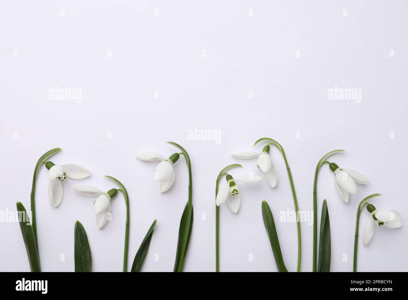 Beautiful snowdrops on white background, top view Stock Photo - Alamy