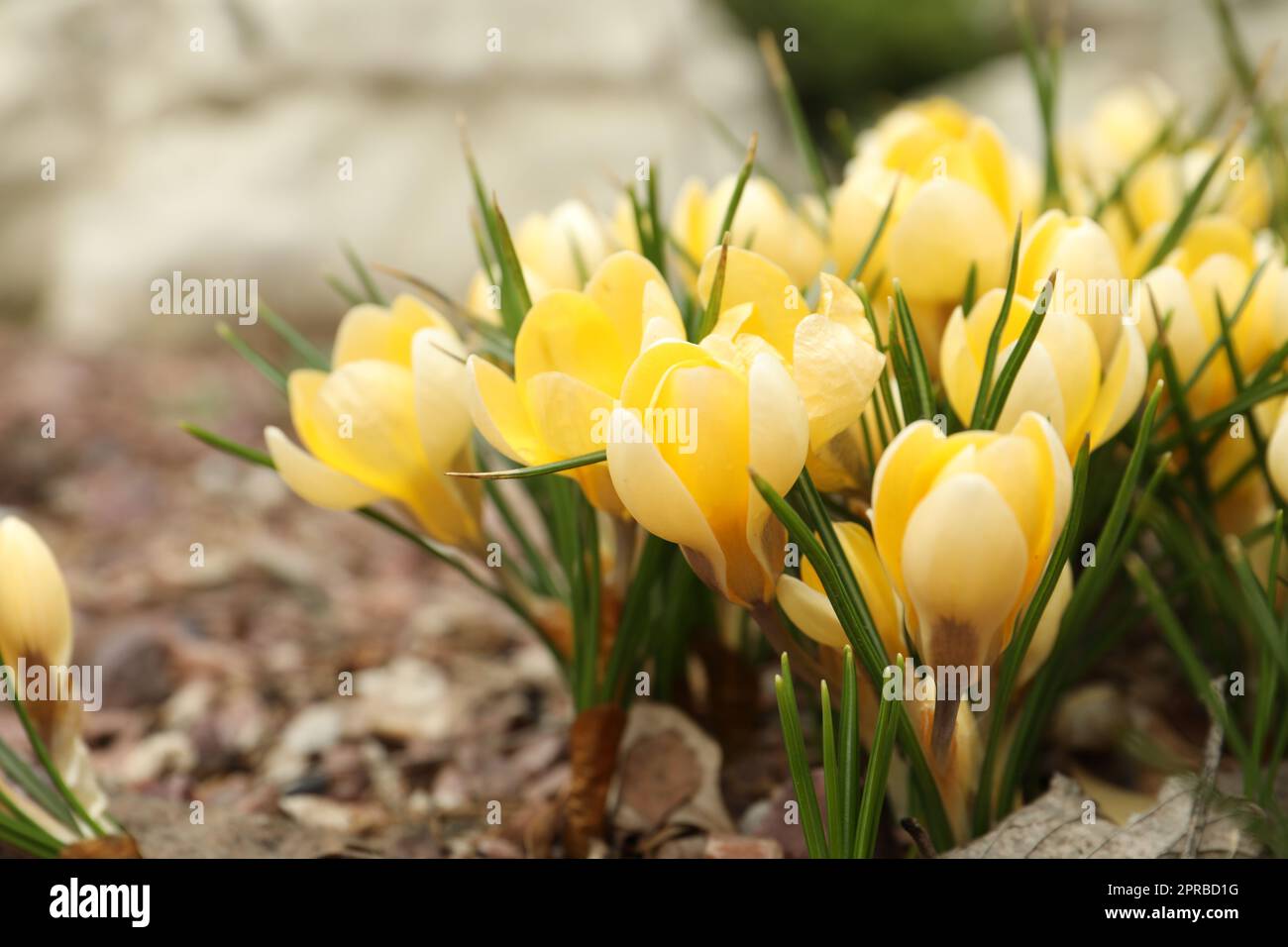 Beautiful yellow crocus flowers growing in garden, closeup Stock Photo ...