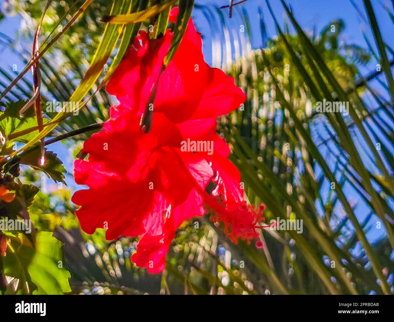 Red beautiful hibiscus flower shrub tree plant in Mexico Stock Photo ...