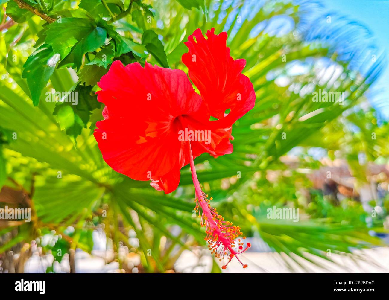 Red beautiful hibiscus flower shrub tree plant in Mexico Stock Photo ...