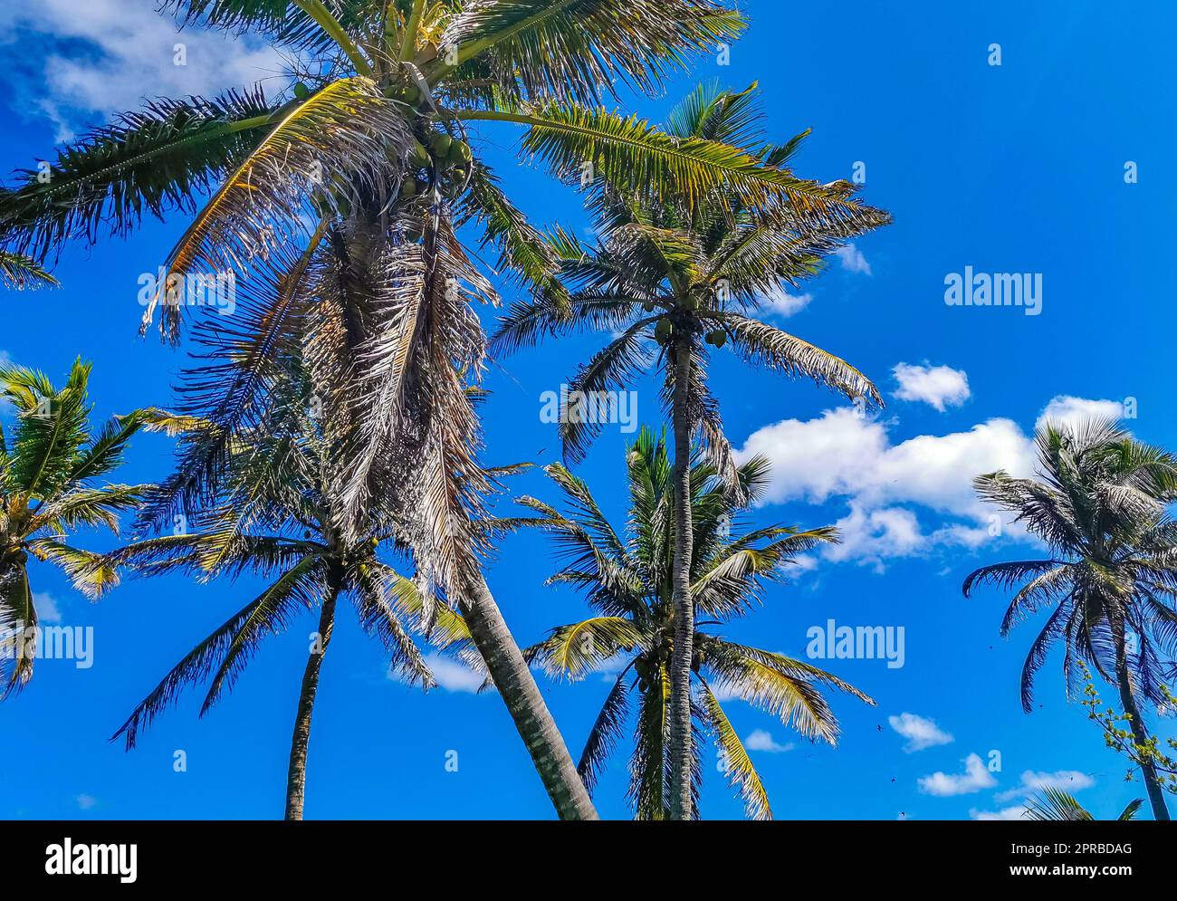 Beautiful tropical natural palm tree forest panorama Contoy island ...
