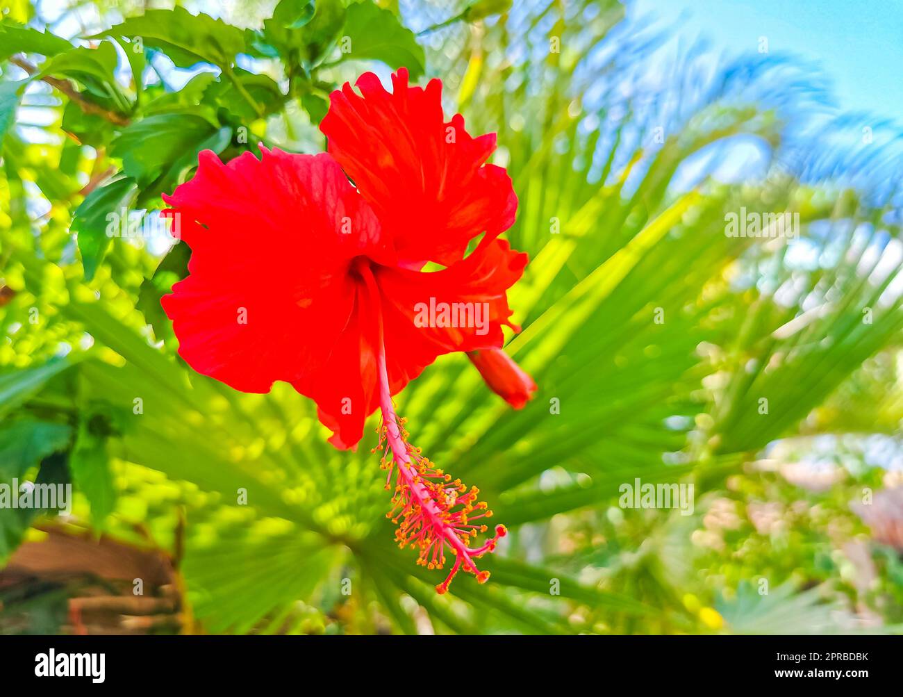 Red beautiful hibiscus flower shrub tree plant in Mexico Stock Photo ...