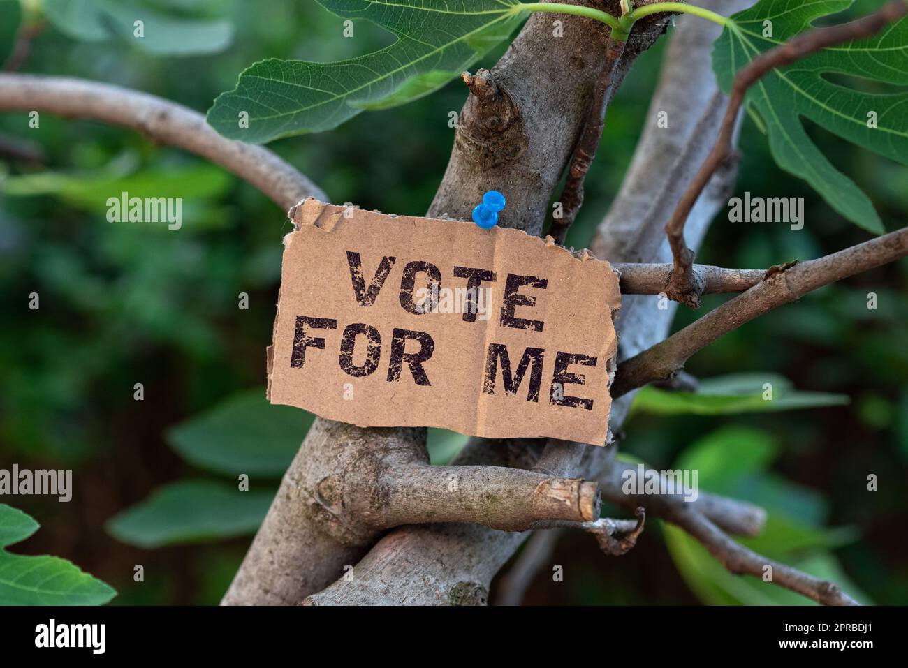 Democracy tree hi-res stock photography and images - Alamy
