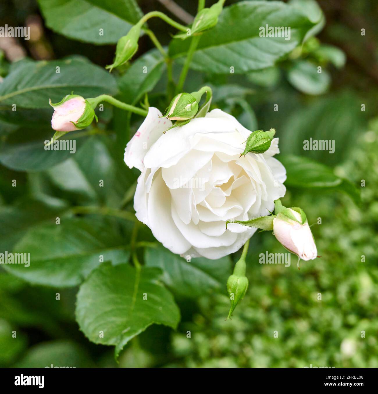 The garden rose. High angle shot of a beautiful white rose in a garden ...