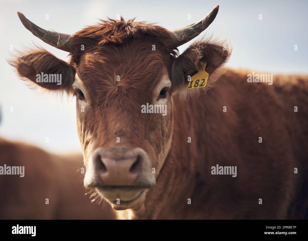Real horns hi-res stock photography and images - Alamy