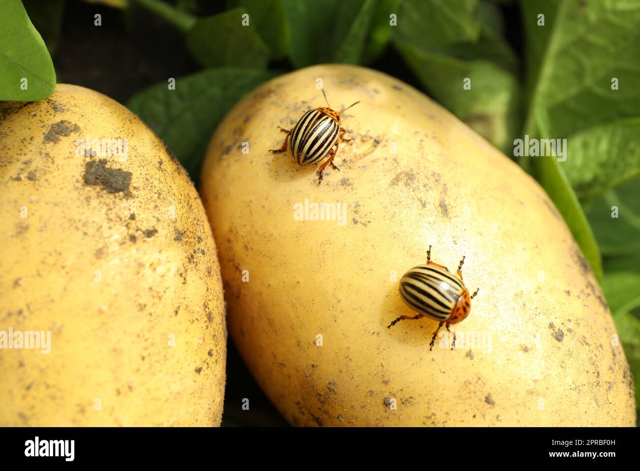 Colorado beetles hi-res stock photography and images - Alamy