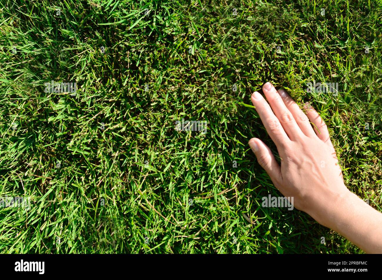 Woman touching fresh grass on green lawn, top view. Space for text ...