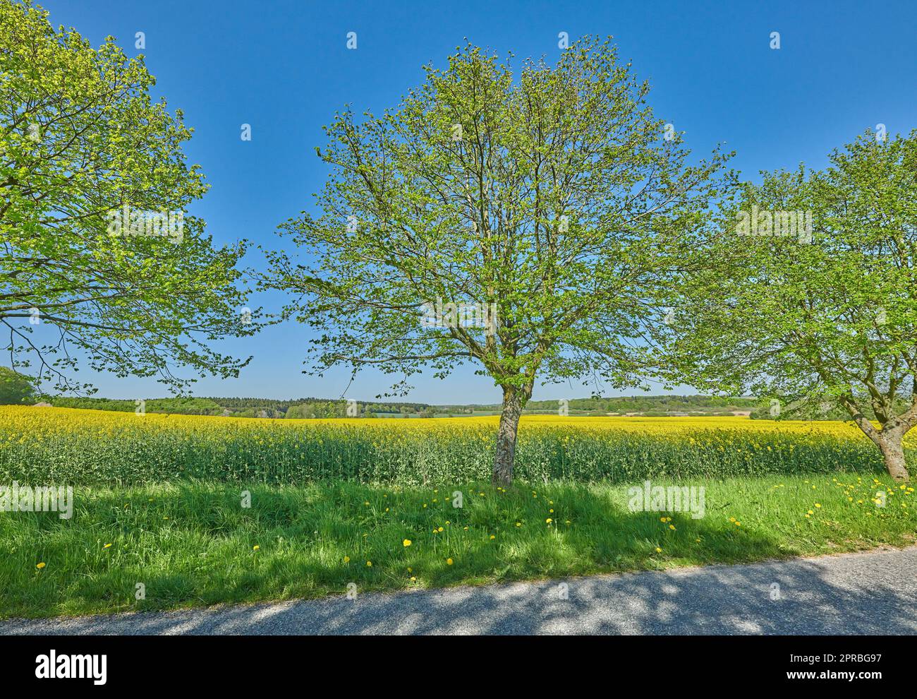 Fields spring blue sky hi-res stock photography and images - Alamy