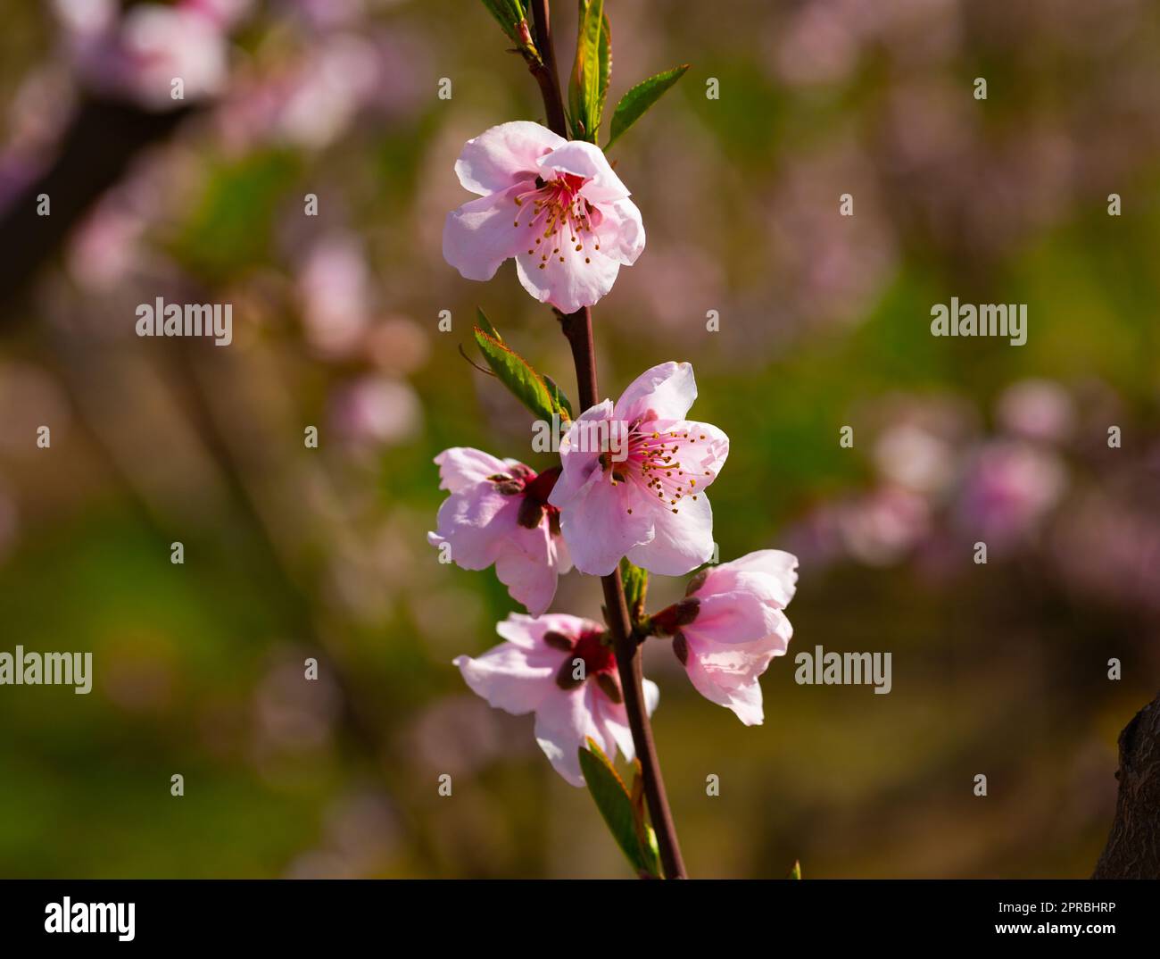 Early peaches prunus persica hi-res stock photography and images - Alamy