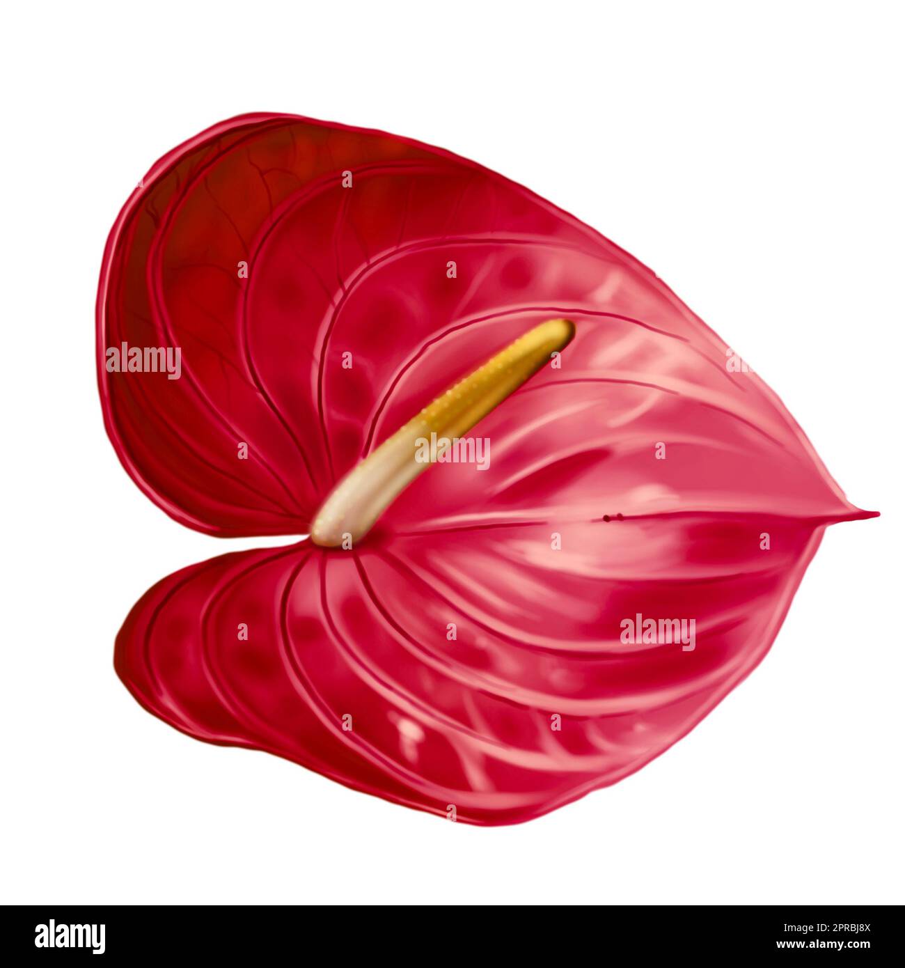 Realistic red anthurium. Watercolor illustration of a flower Stock ...