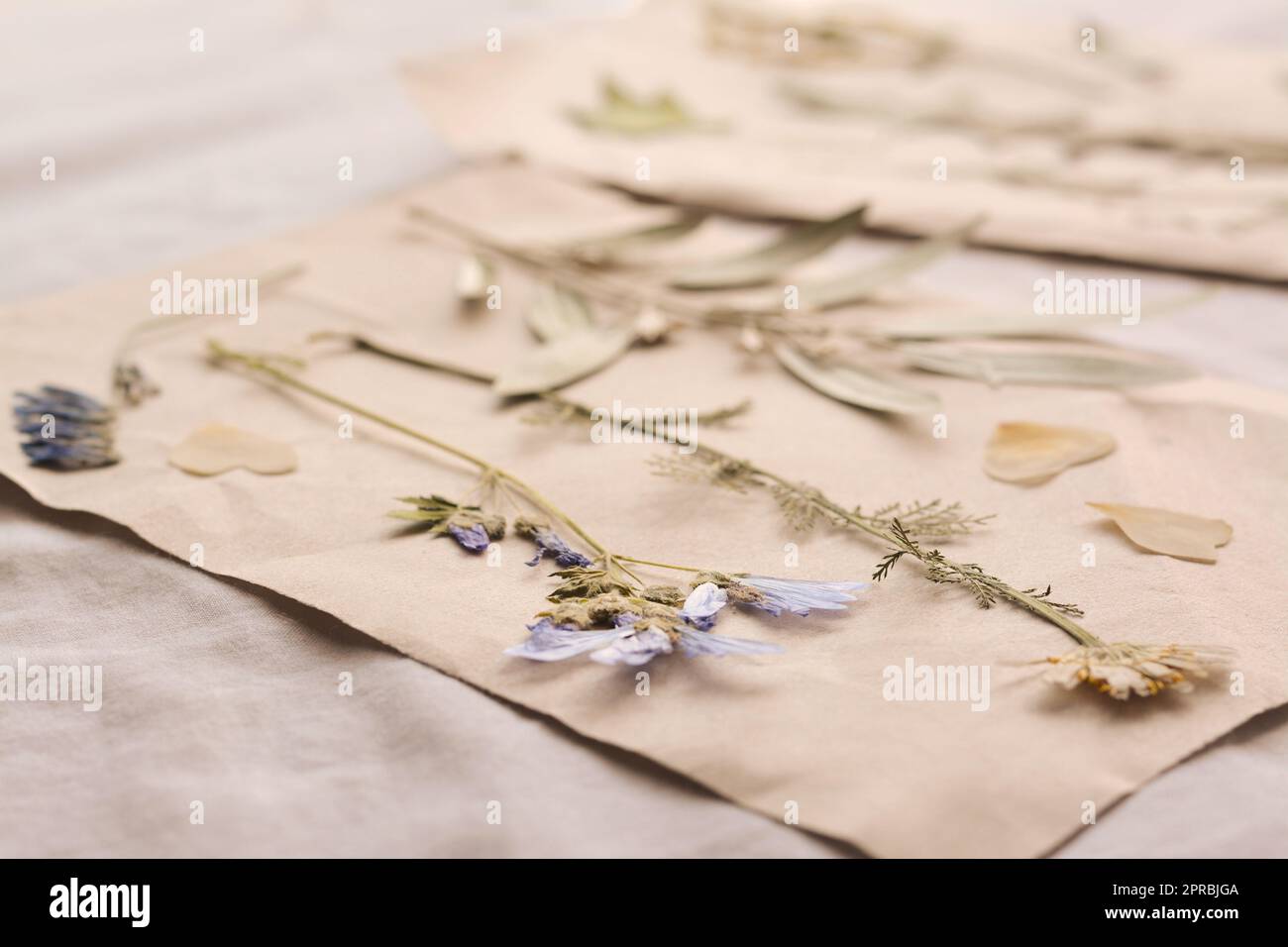 Sheets of paper with dried flowers and leaves on white fabric, closeup ...