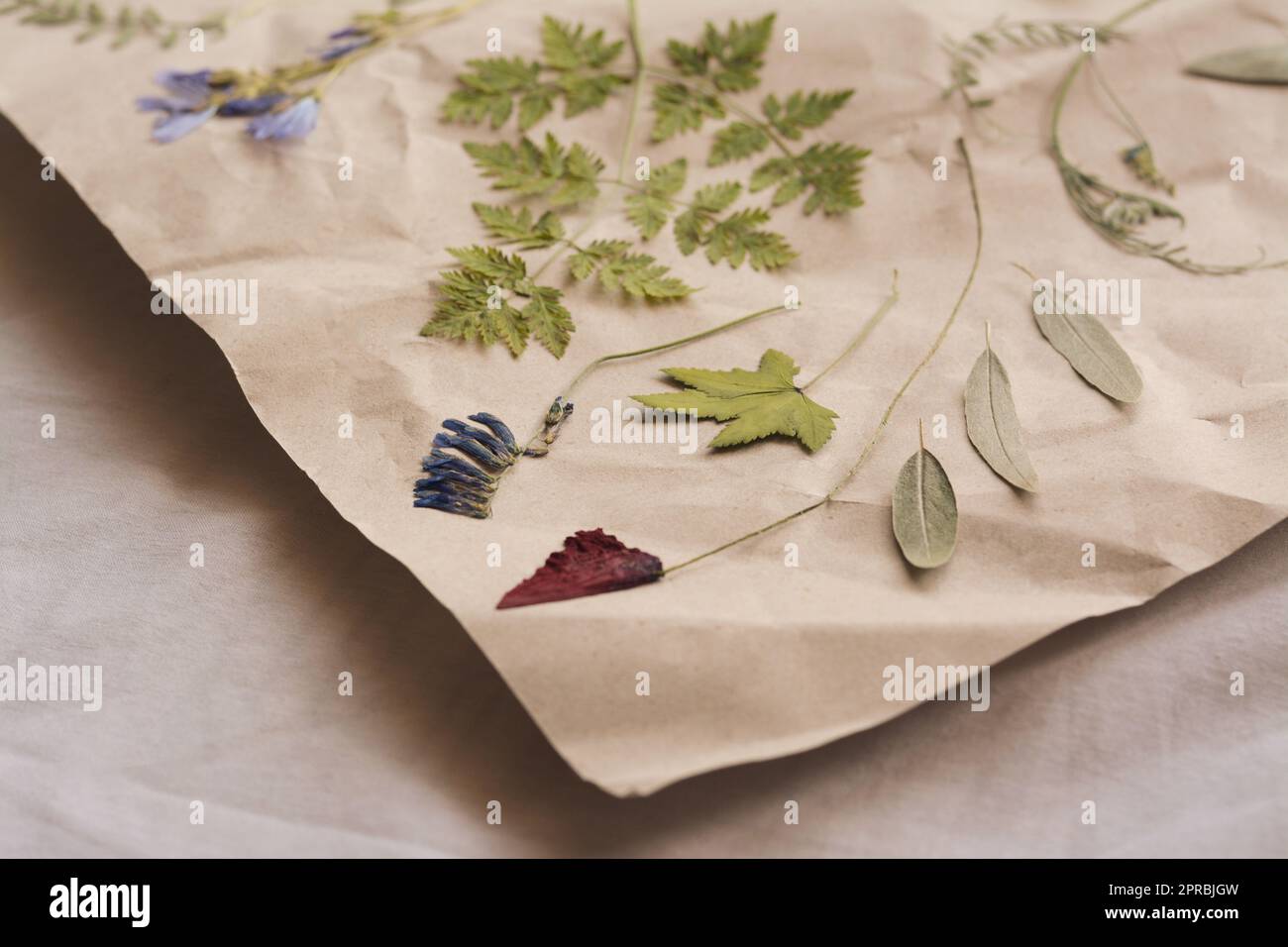 Sheet of paper with dried flowers and leaves on white fabric, closeup ...