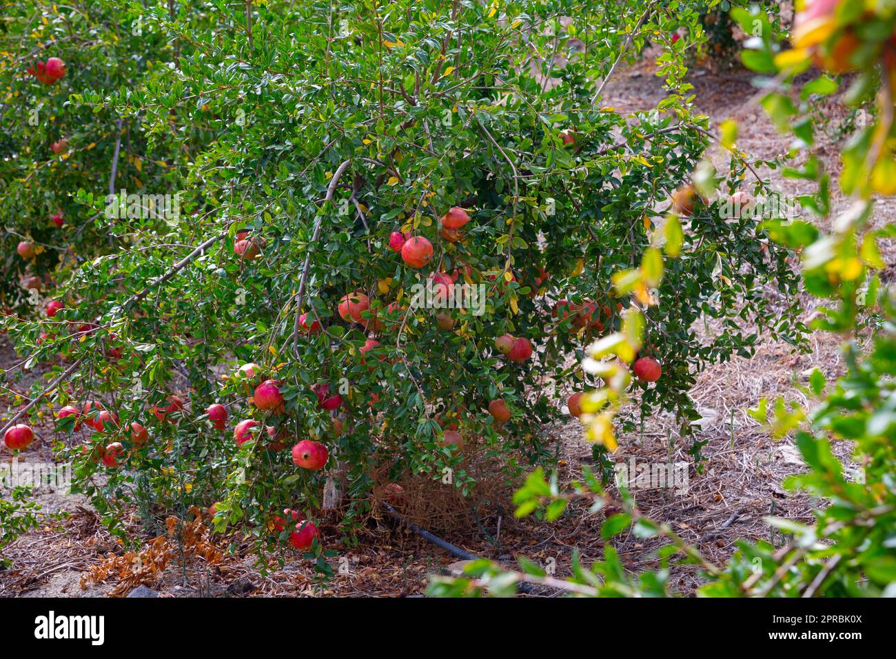 Pomegranate trees with ripe fruits growing in orchard Stock Photo - Alamy