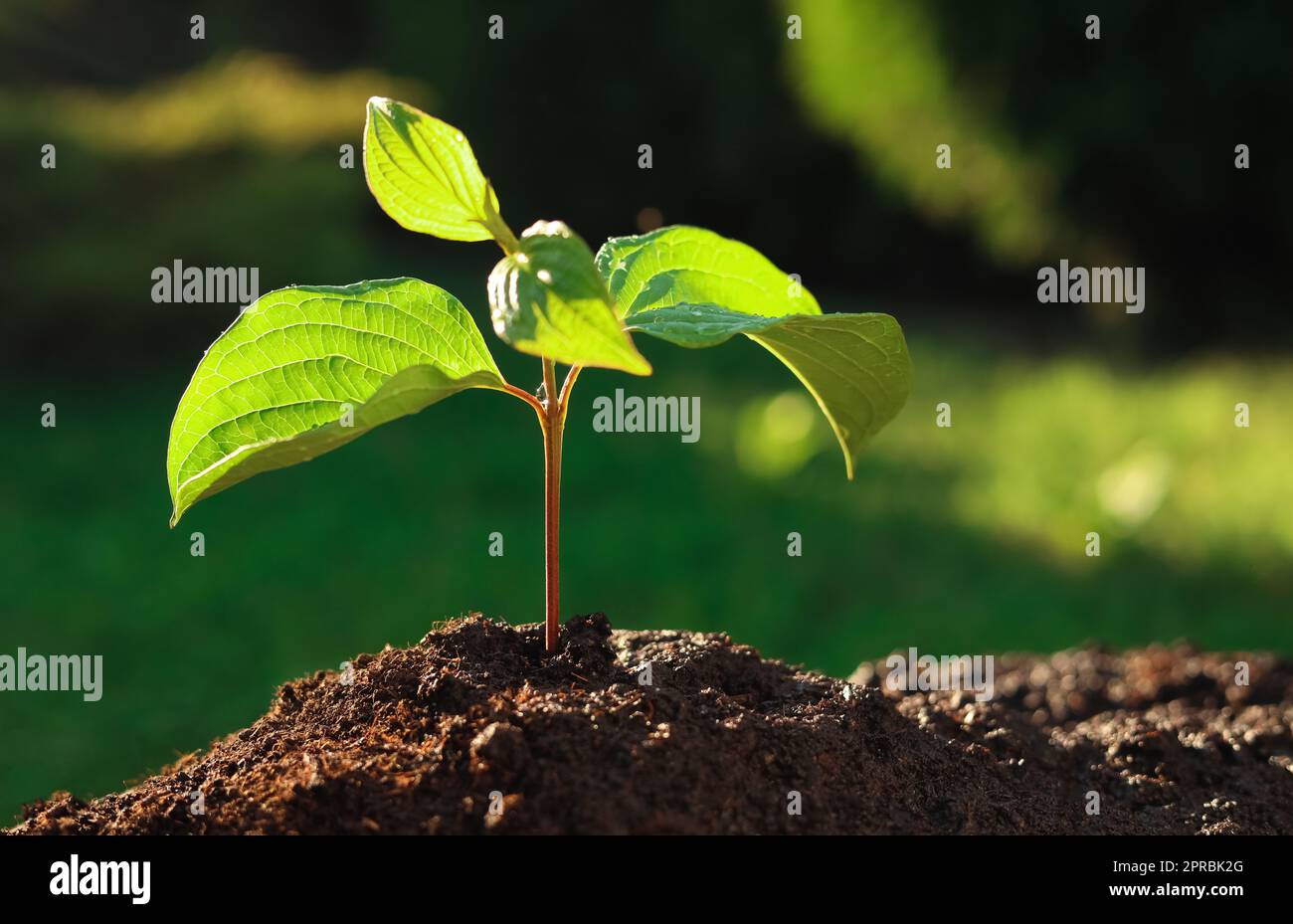 Beautiful green seedling in soil outdoors, closeup with space for text ...