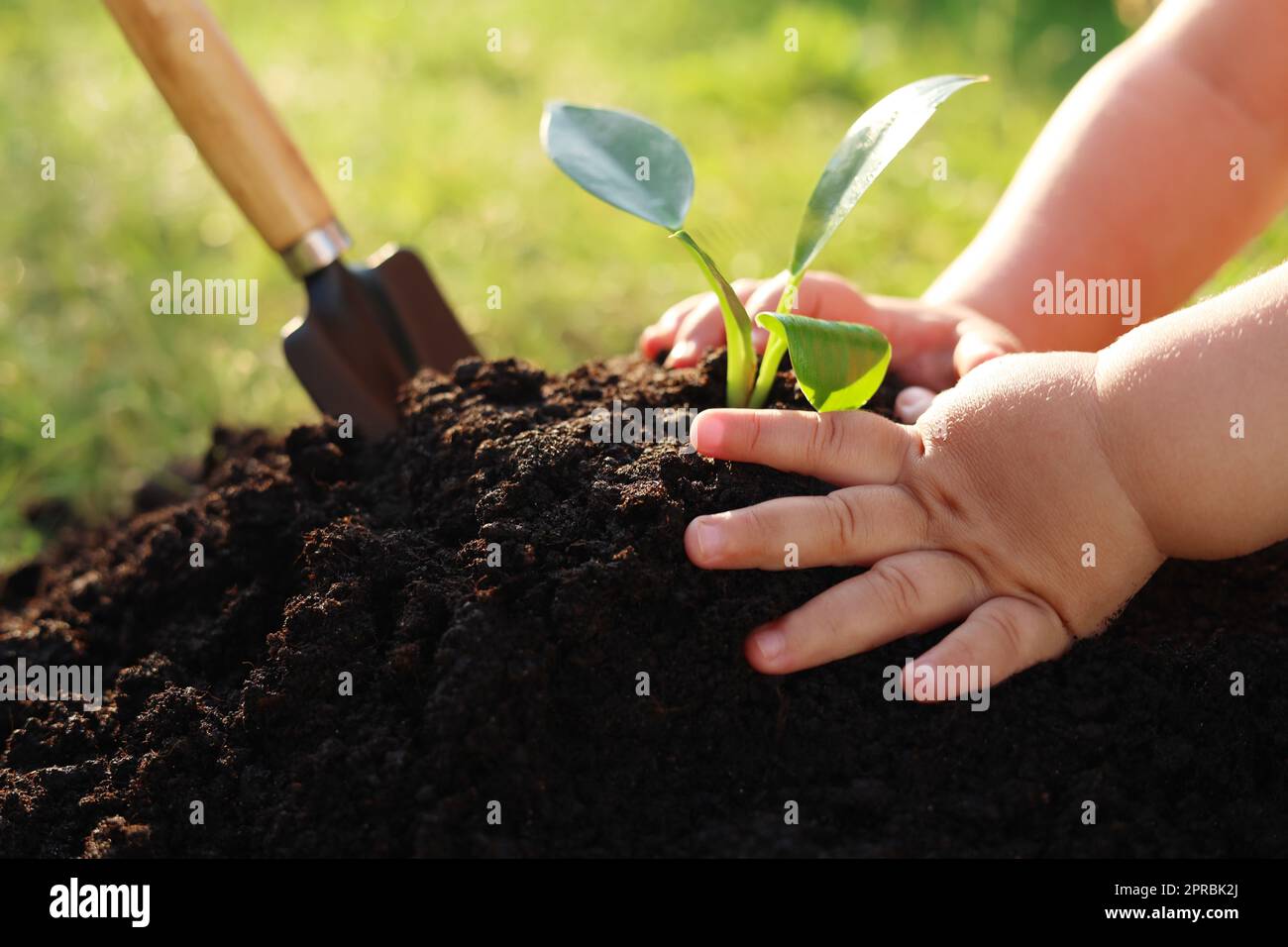Child planting tree seedling into fertile soil, closeup Stock Photo - Alamy