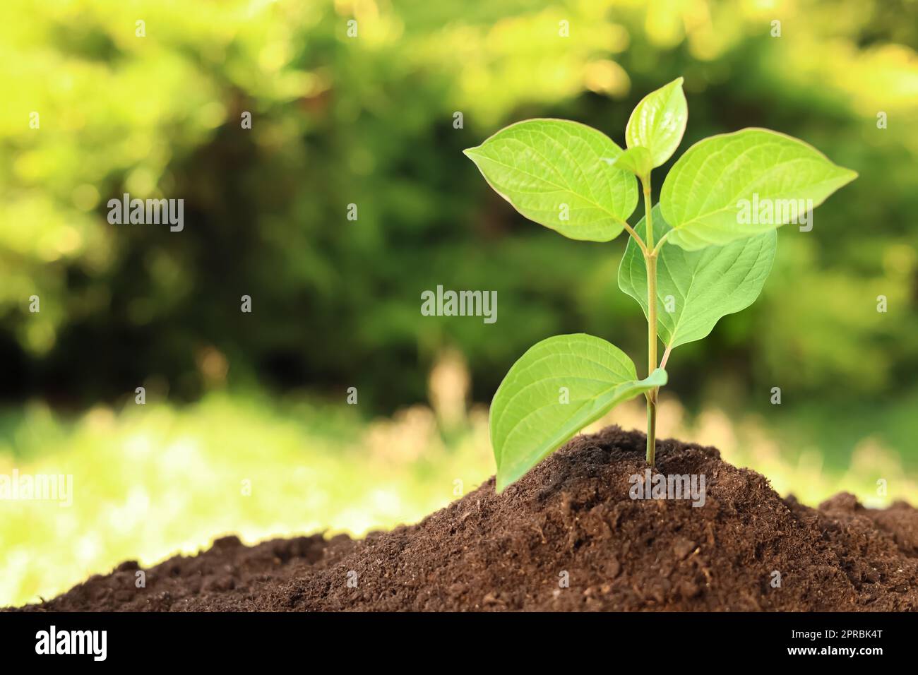 Beautiful green seedling in soil outdoors, closeup with space for text ...